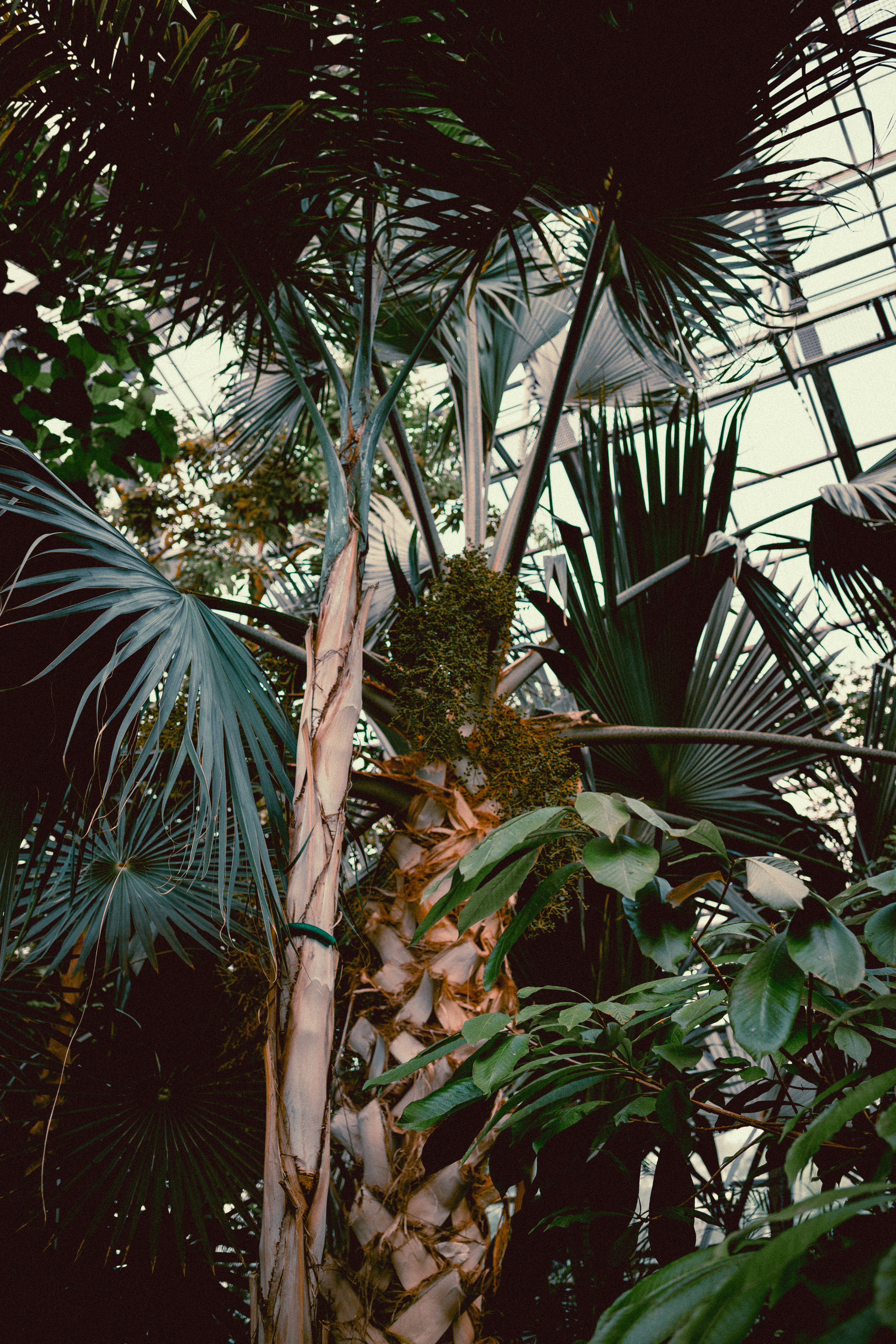 green-leafed plant