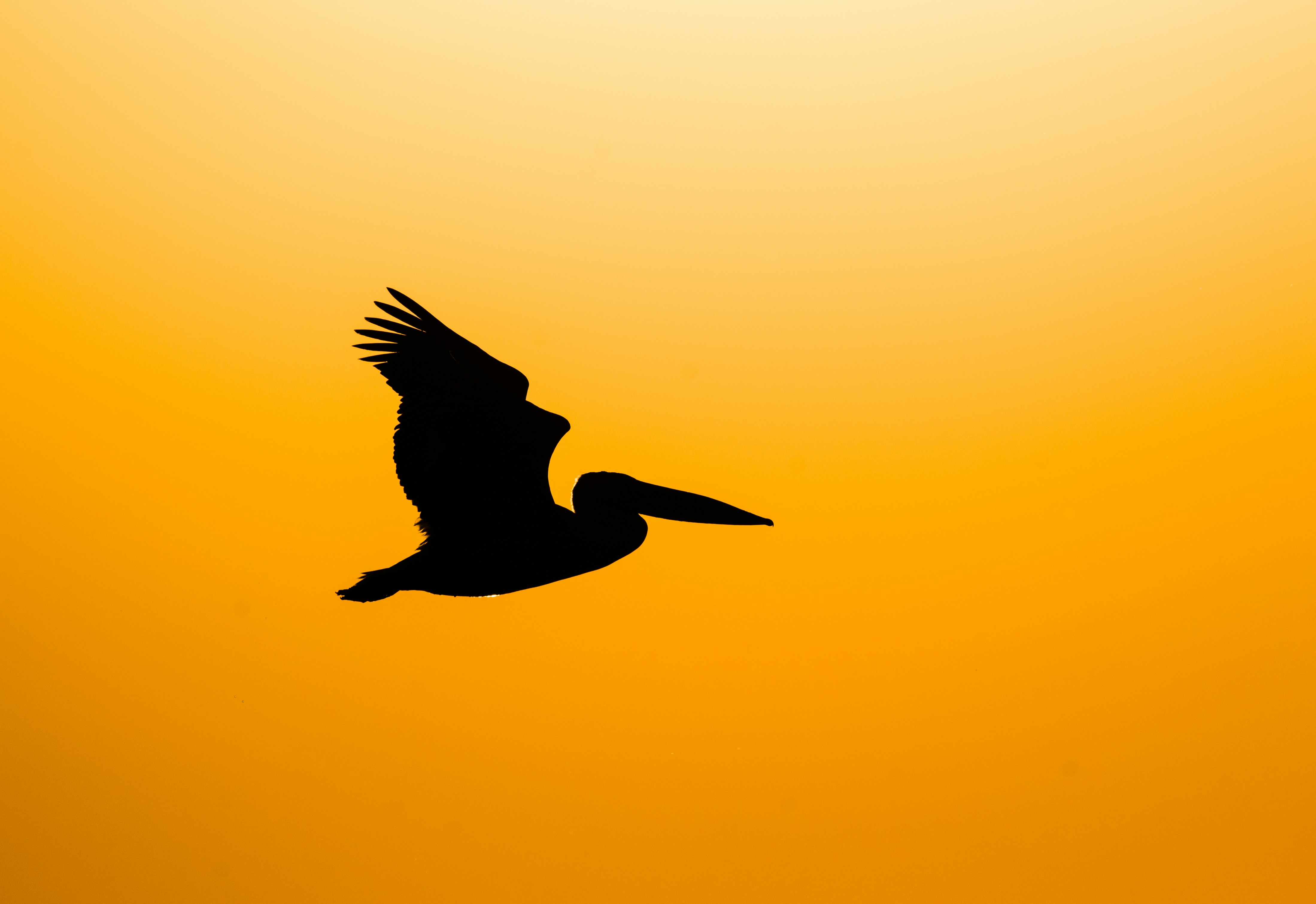 Copper Sunset, Lone Silhouette: A Bird in Quiet Ascent