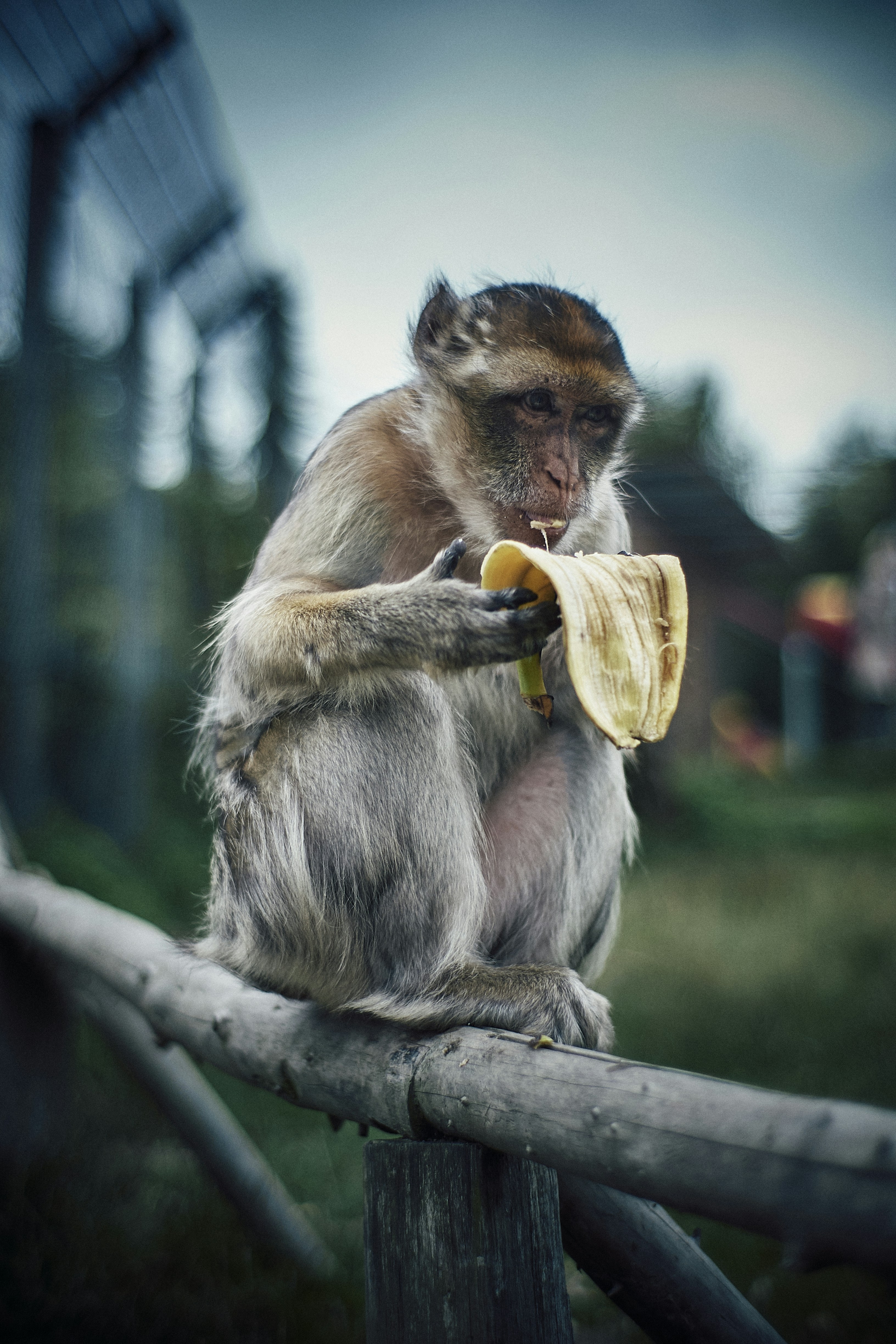 Monkey enjoying a banana while perched on a wooden beam in a natural setting.