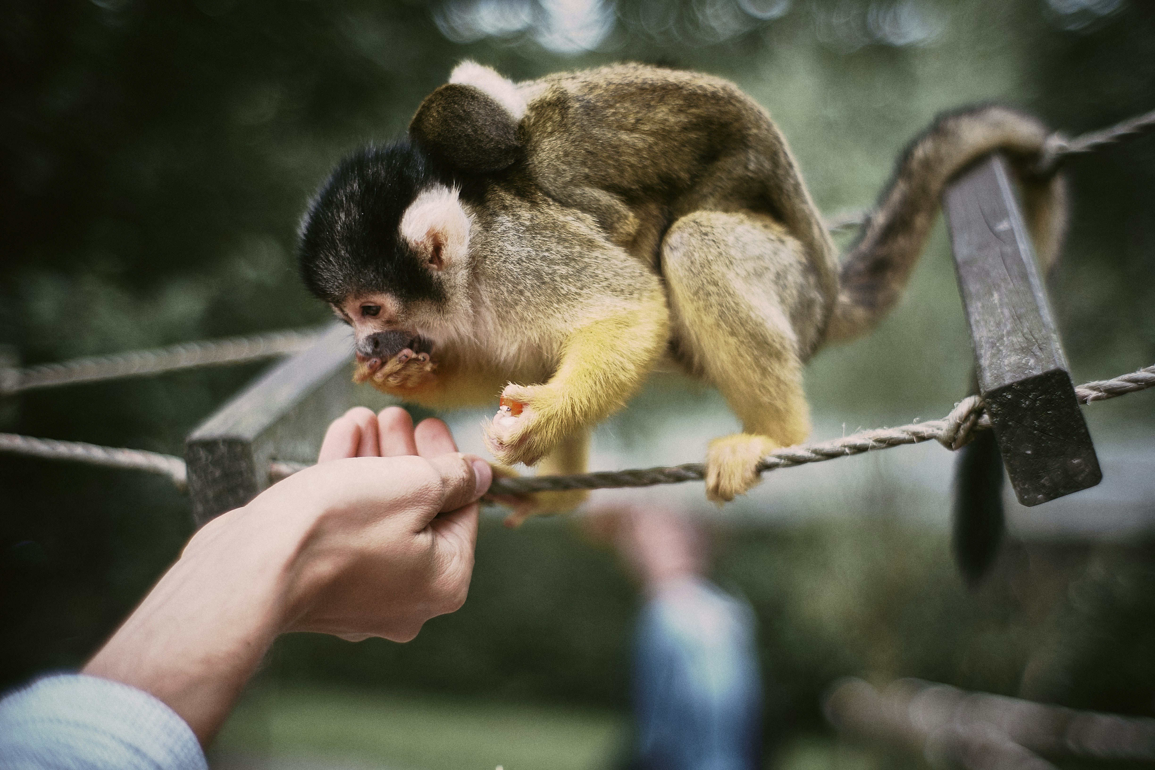 Monkey on ladder photo – Free Wildlife Image on Unsplash
