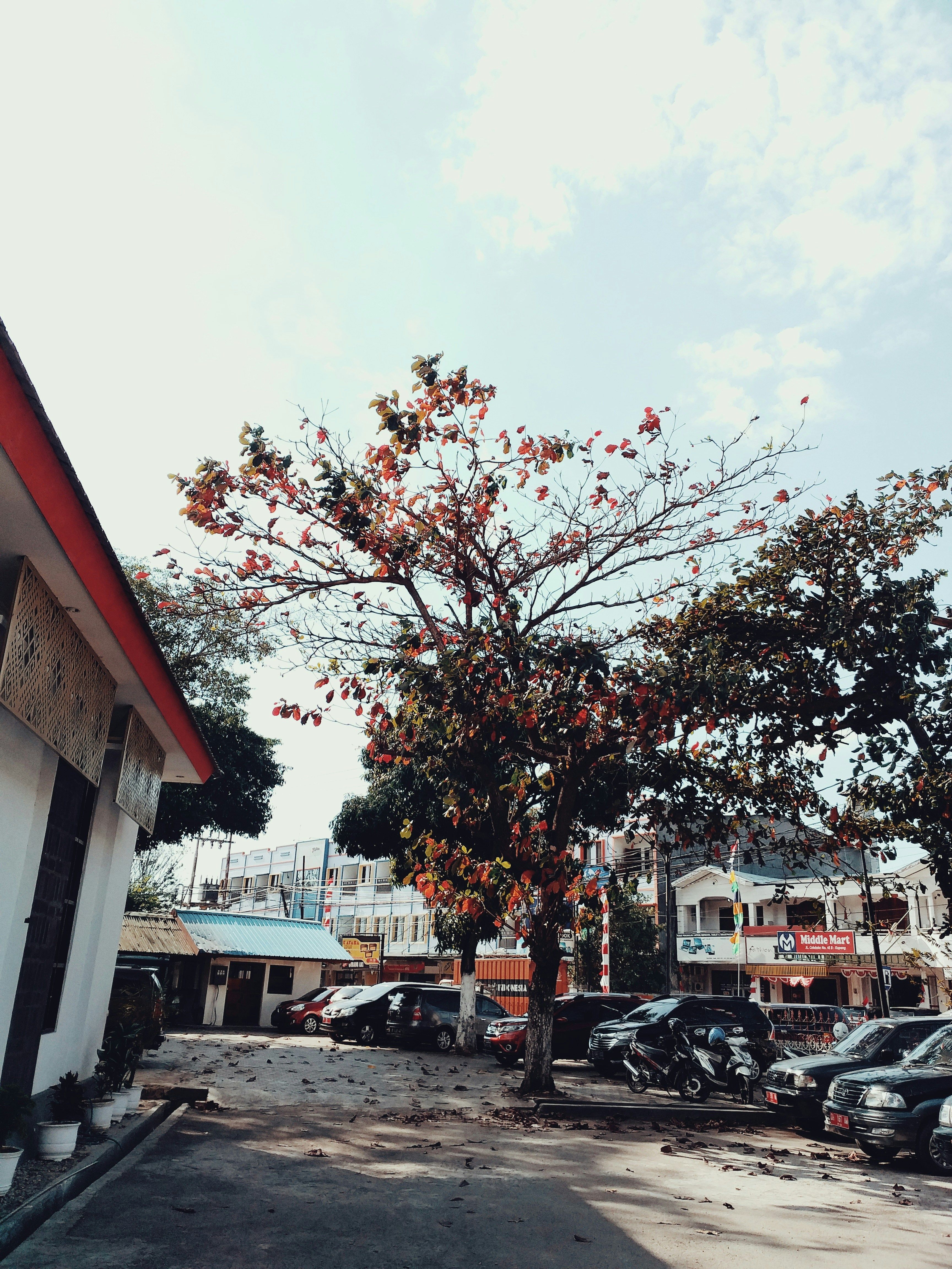 A vibrant tree with autumn leaves stands prominently against a backdrop of urban buildings and parked cars. The scene captures the essence of seasonal change.