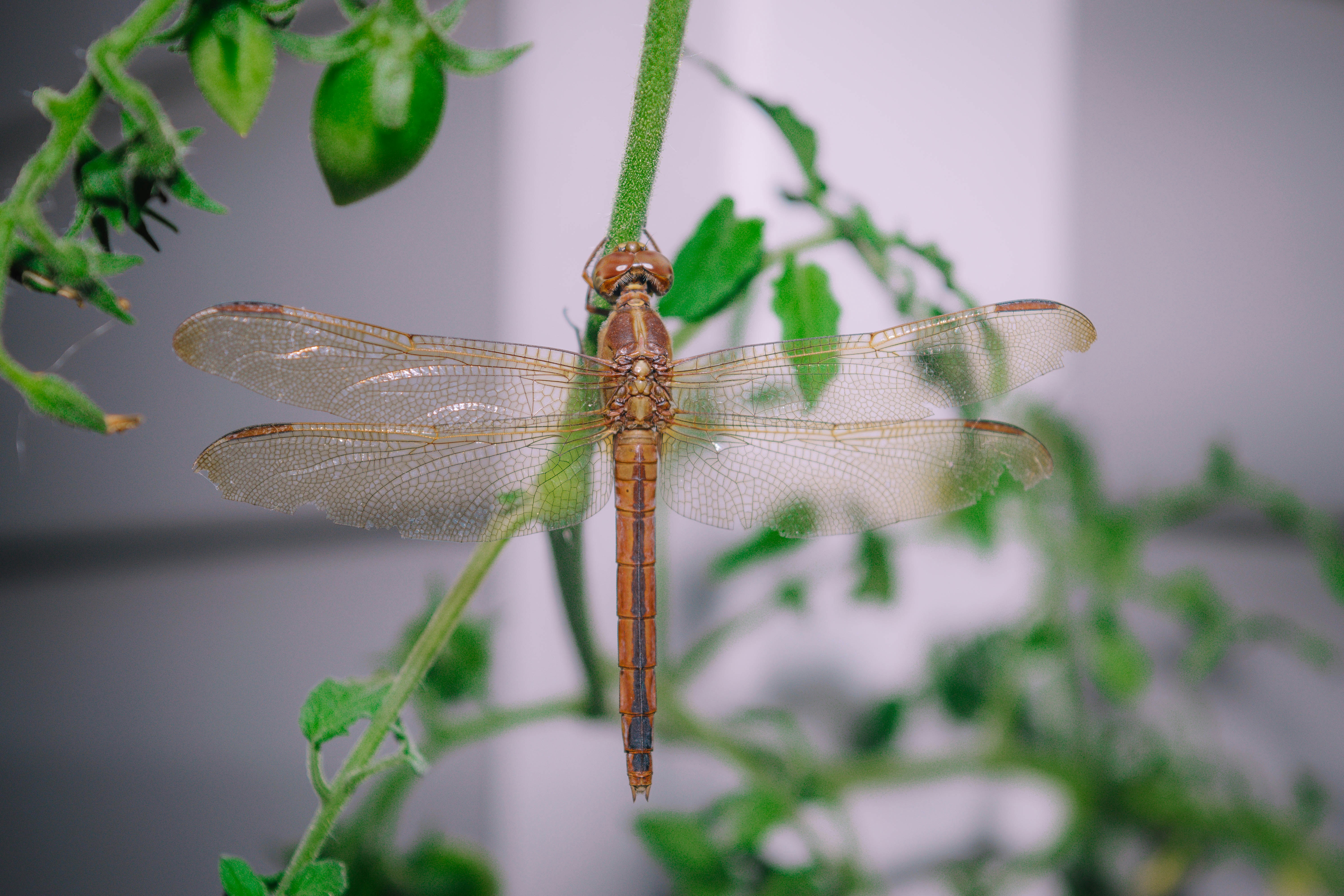 Amber Dragonfly Resting on a Tomato Plant in Soft Backdrop