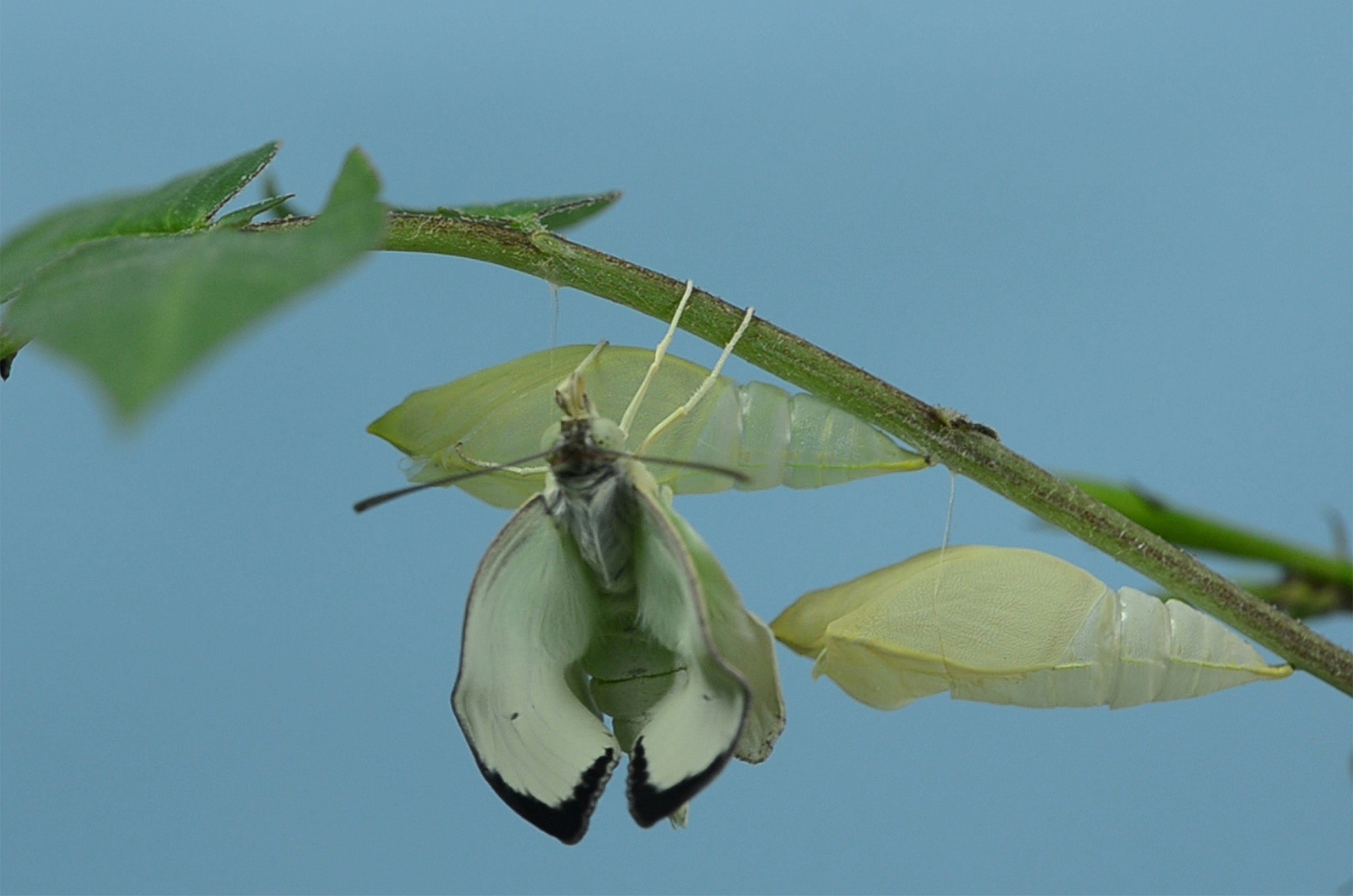 Définition de cocon | Dictionnaire français | La langue française