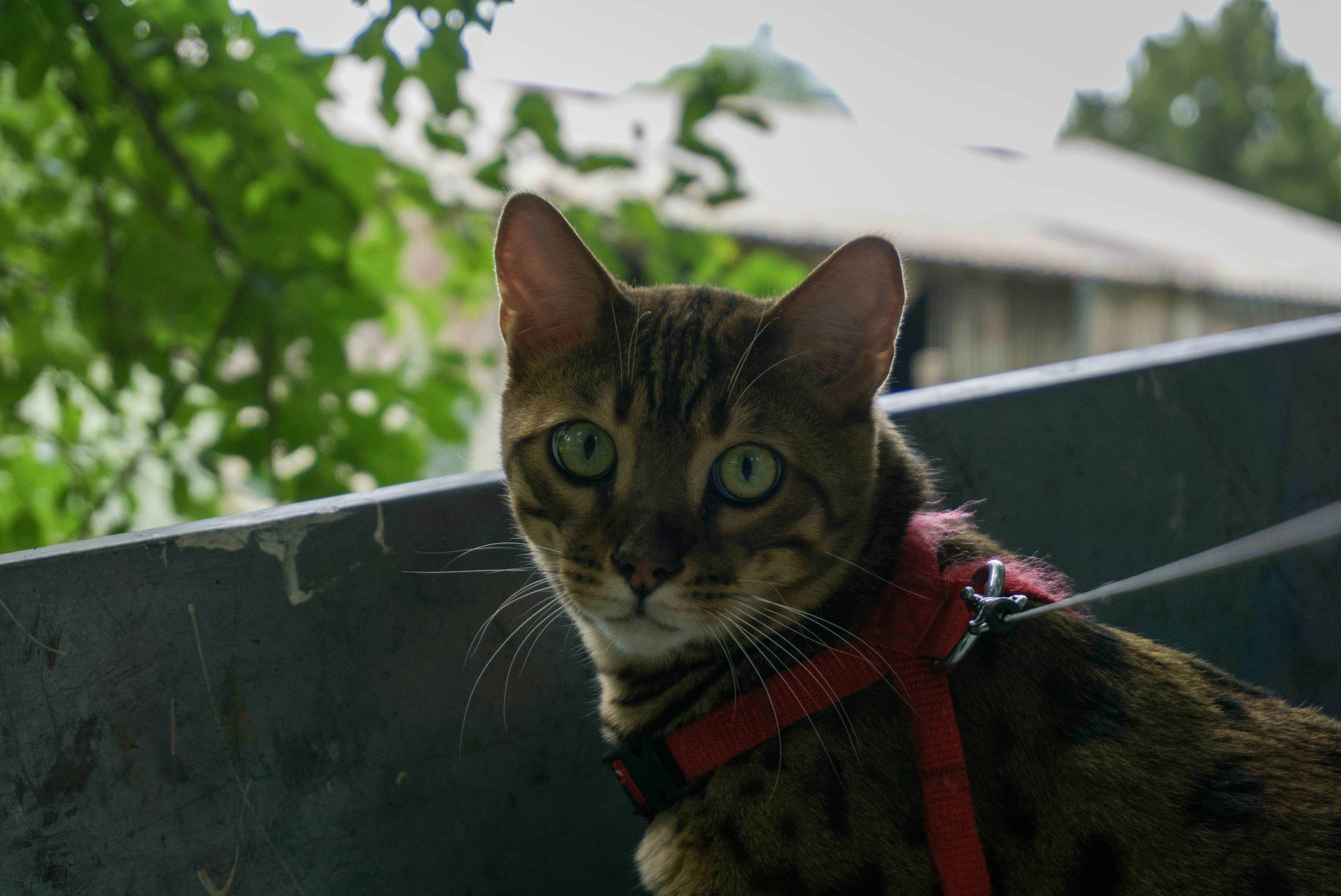 short-fur brown cat