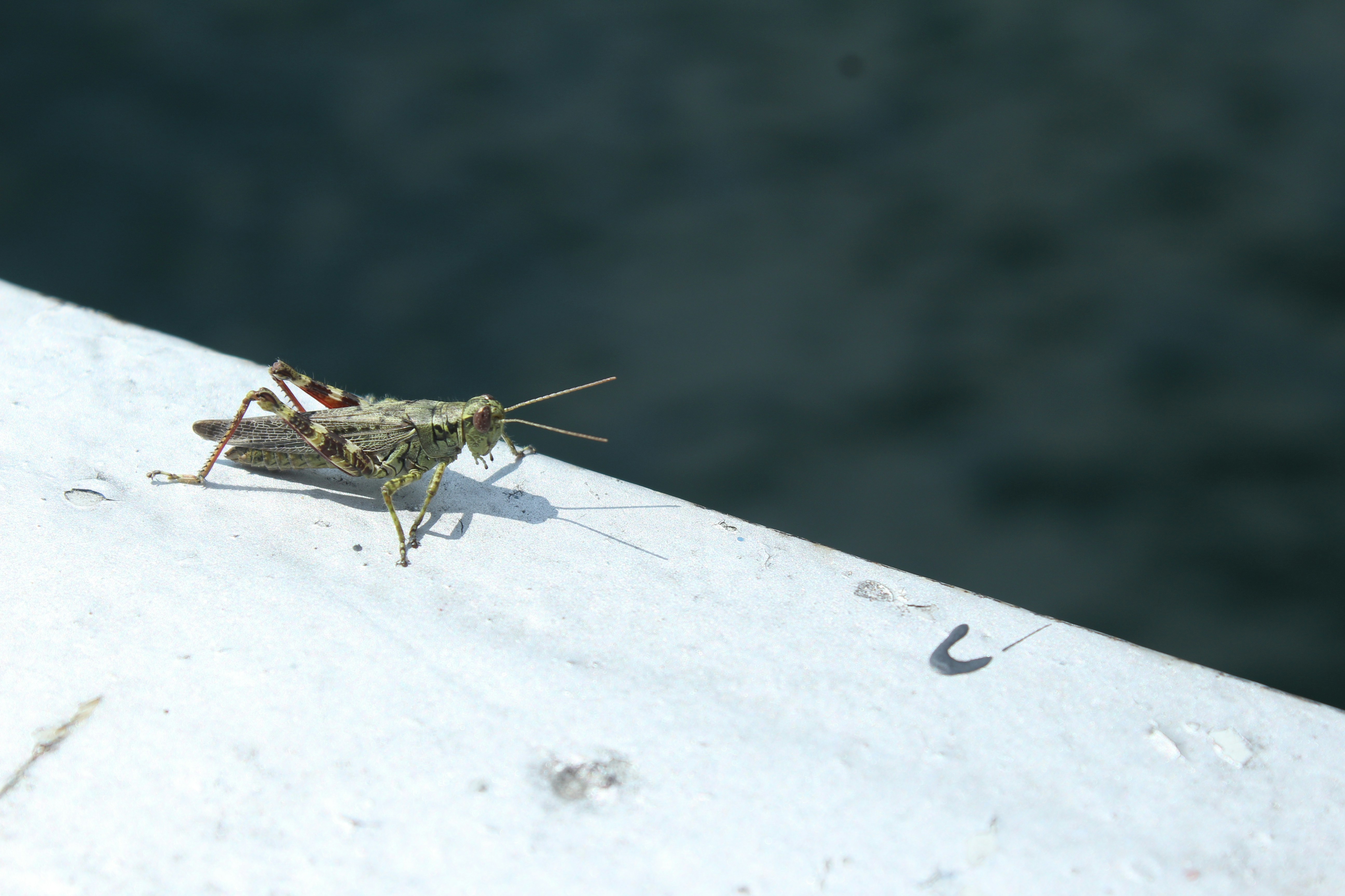6nurse Cricket Swimming Pictures | Download Free Images on Unsplash