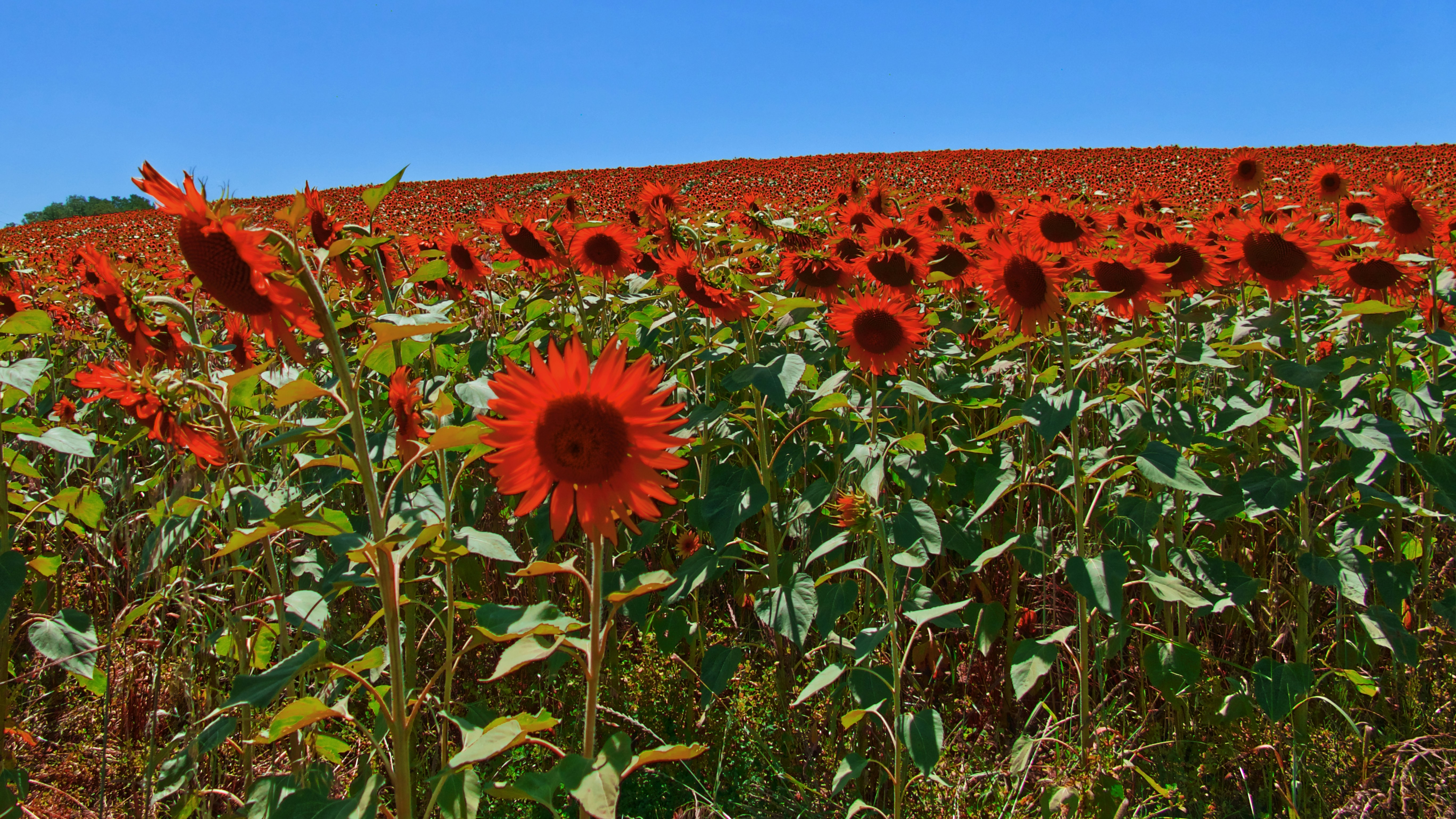 Les tournesols ont trop chaud dans les plaines du val de Garonne 