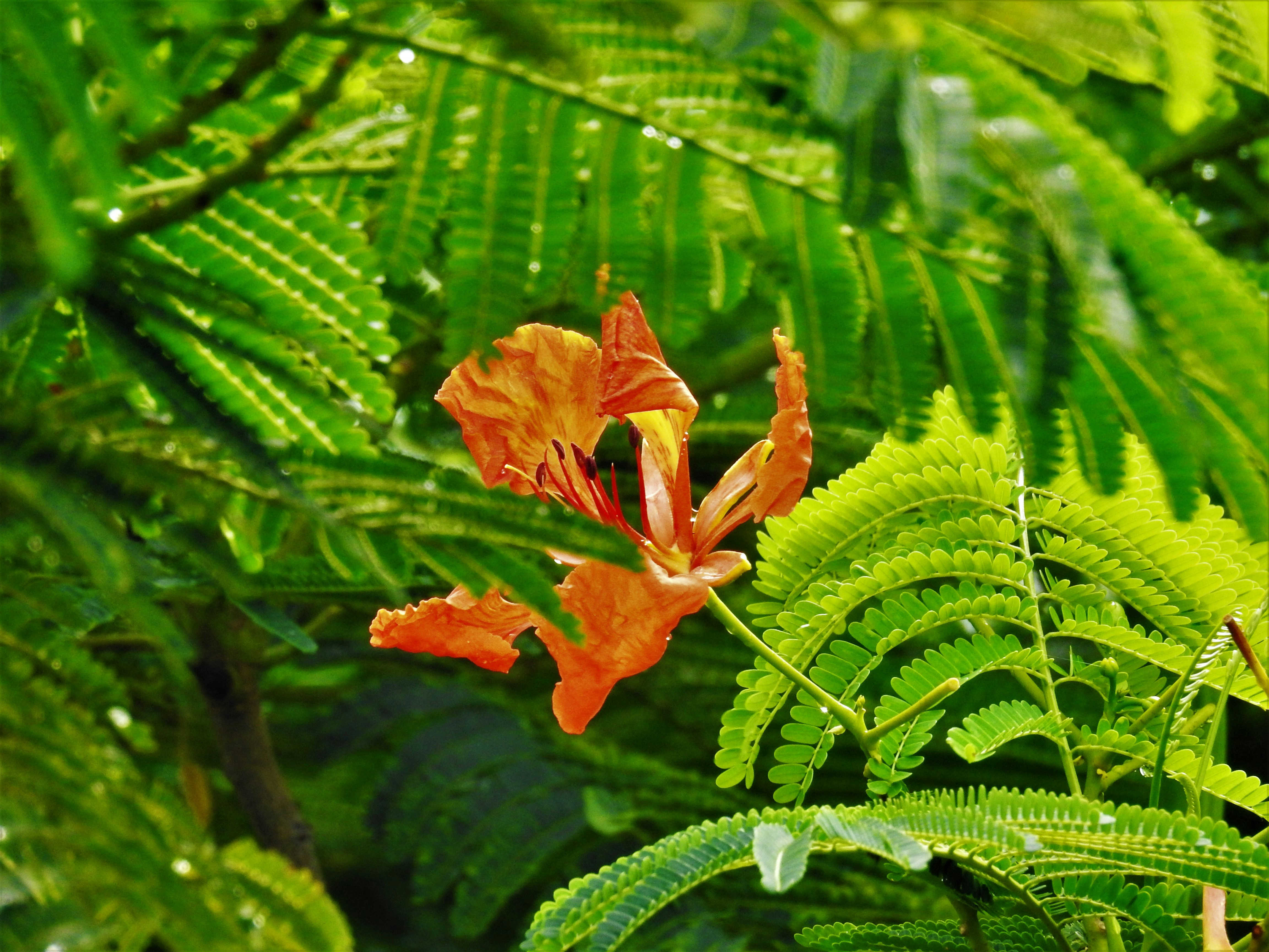 Apricot Bloom Anchored in a Frond Mosaic