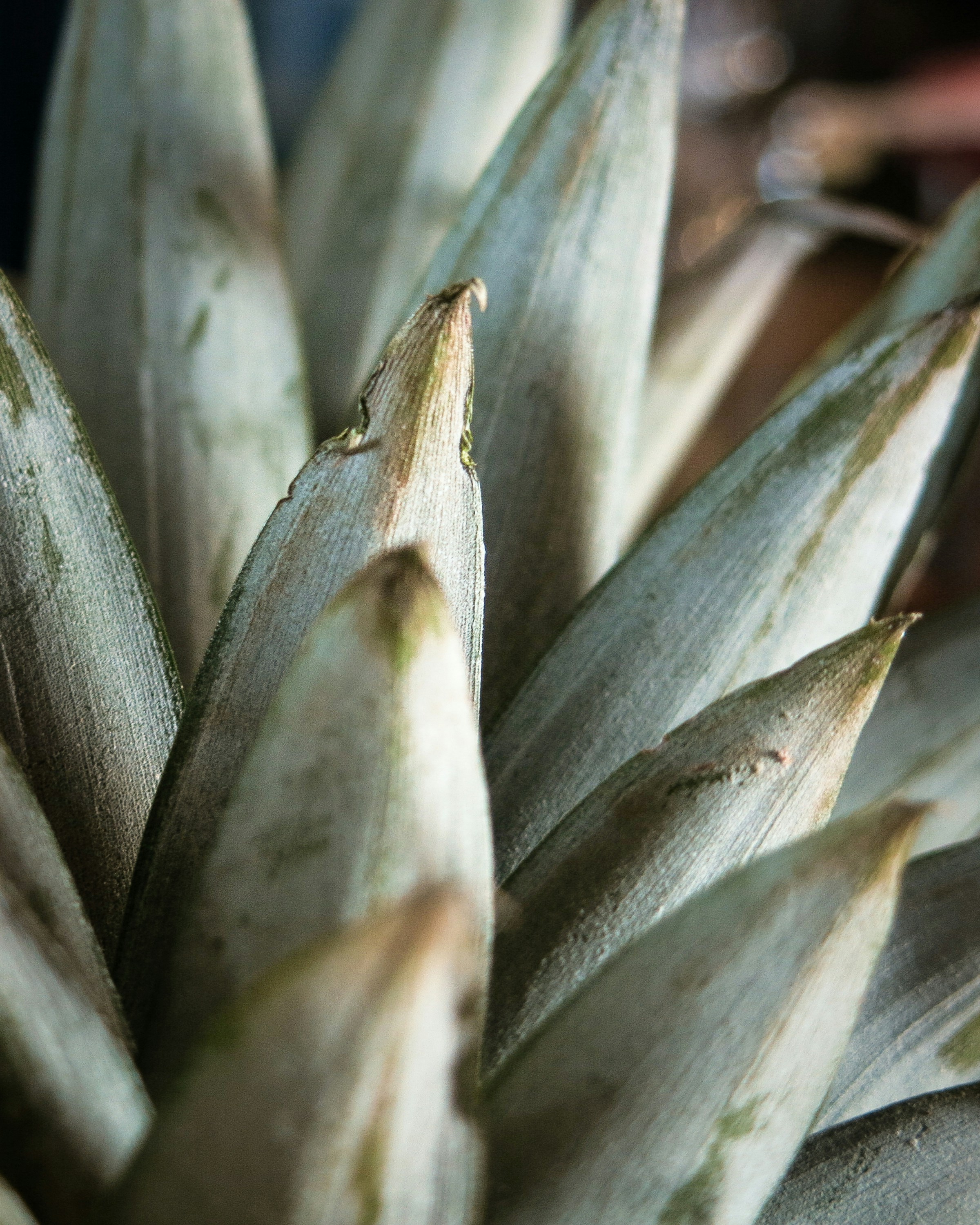 Close-up of Desert Plant Fangs: A Geometry of Frosted Leaves
