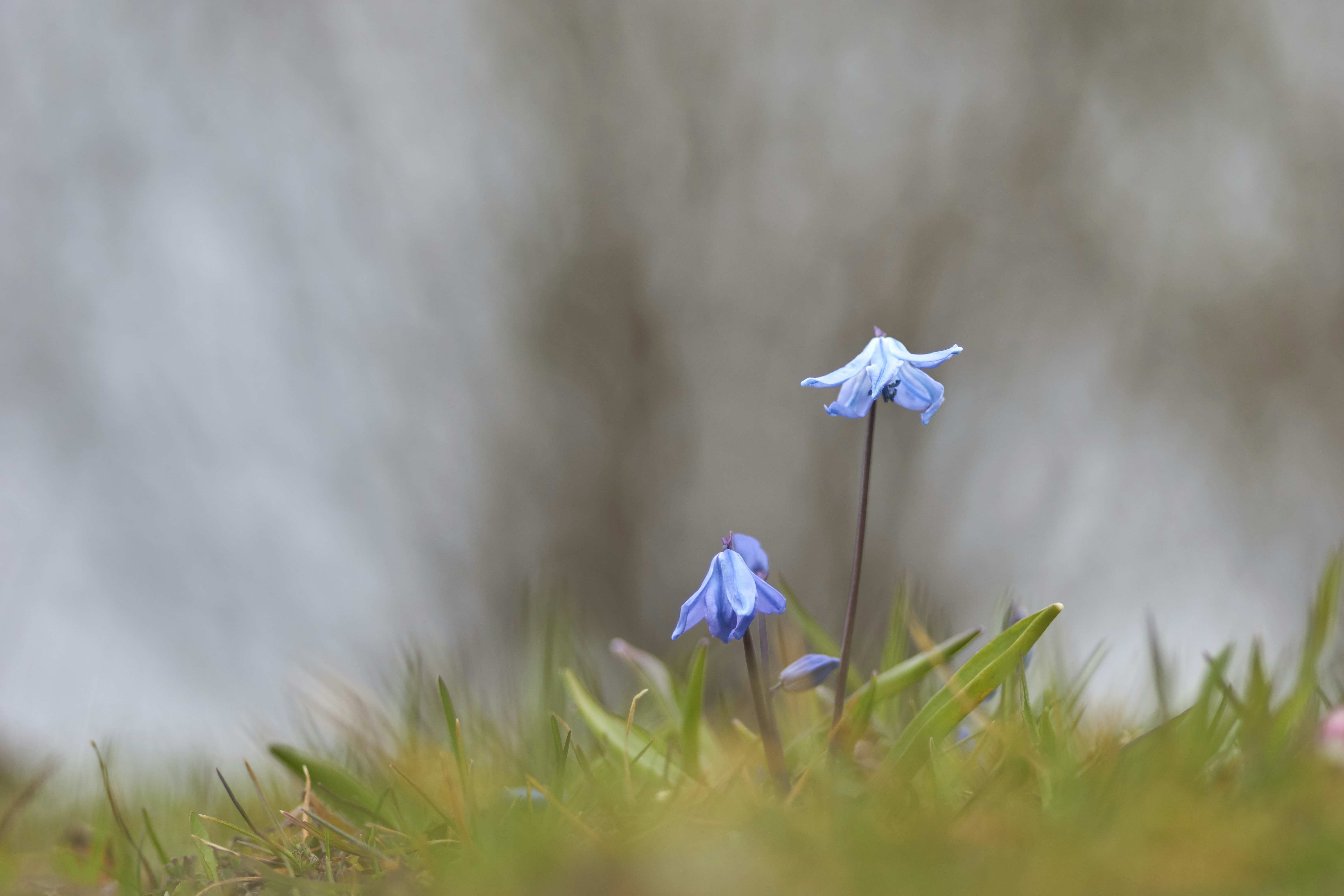 Delicate blue flowers emerging from soft green grass with a blurred background.