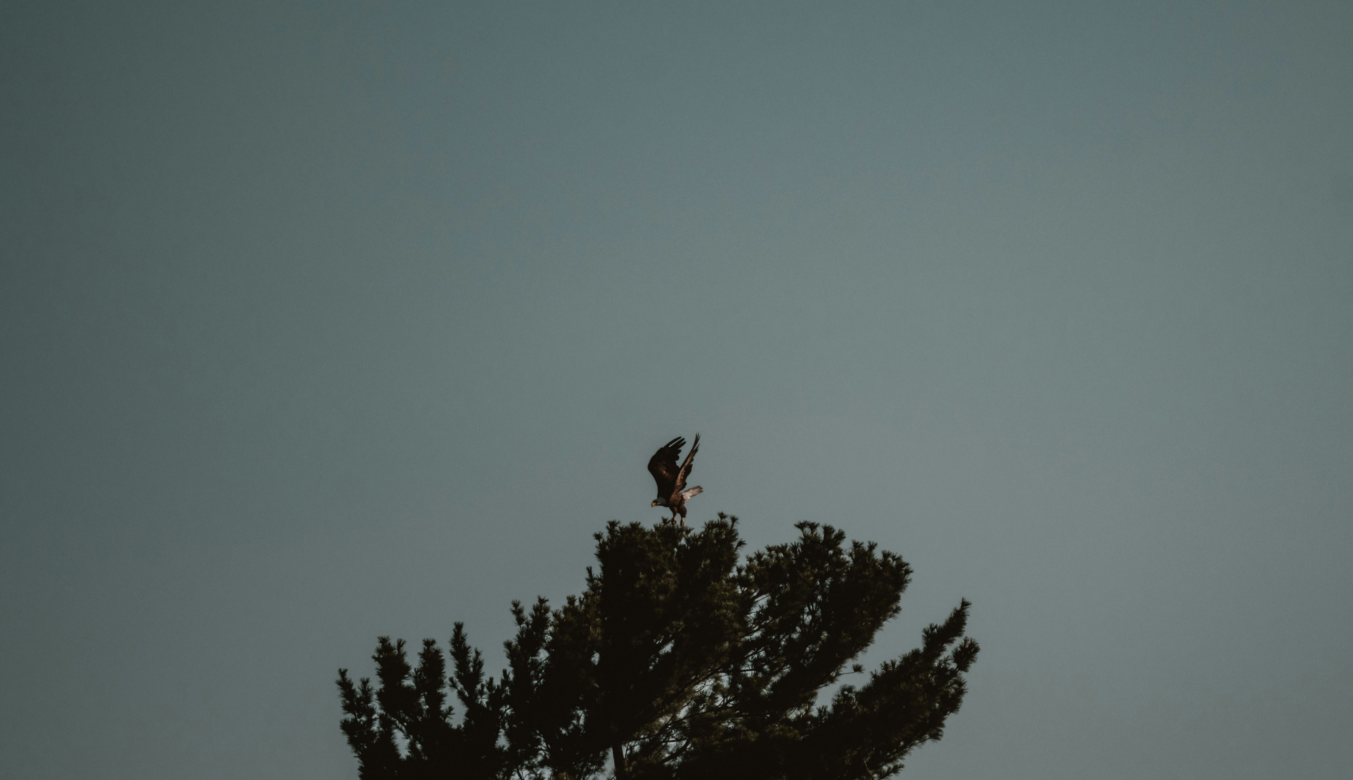 A raptor perched atop a tall pine tree against a serene sky, showcasing its keen watchfulness.