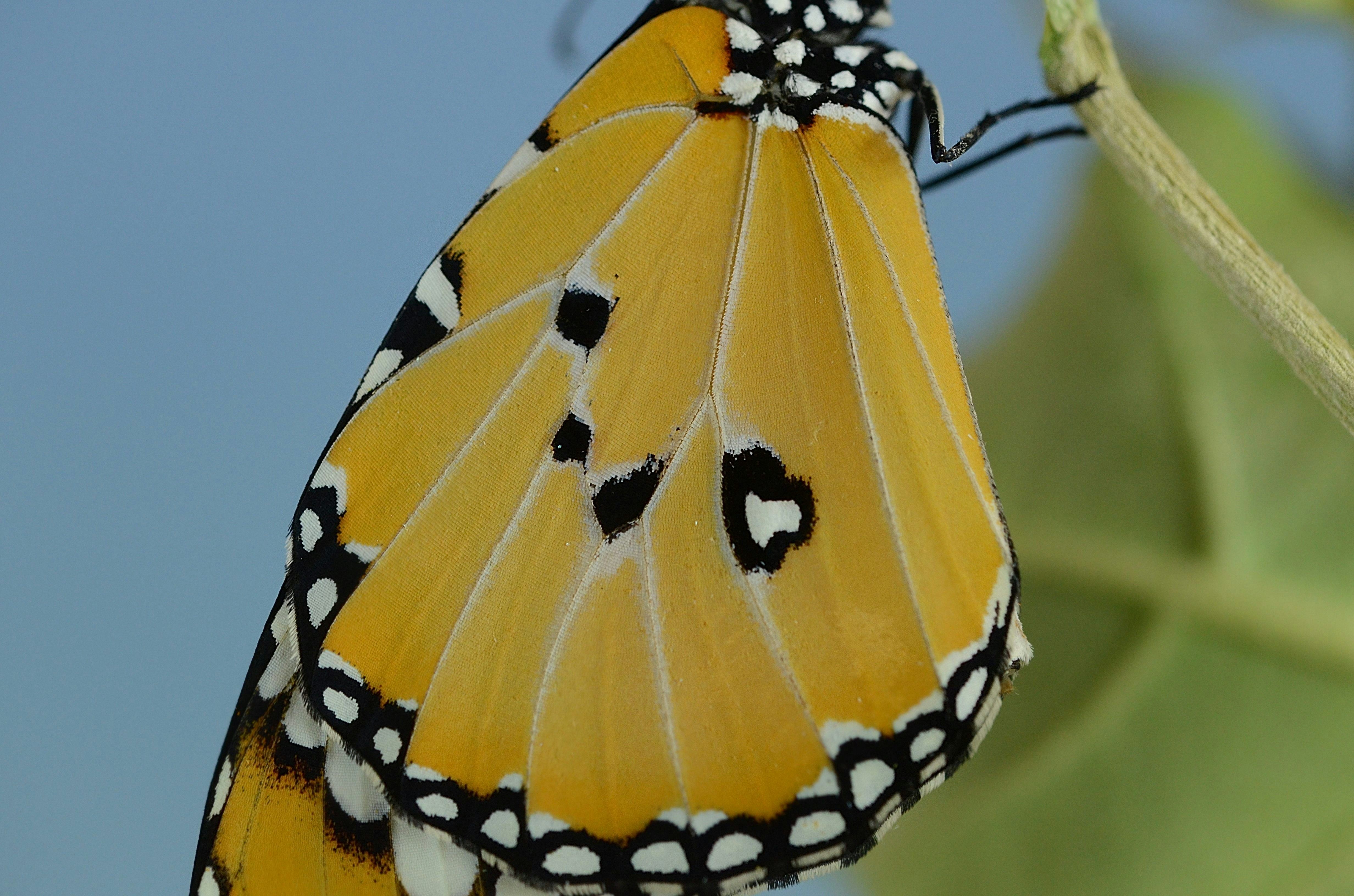Yellow Monarch Butterfly