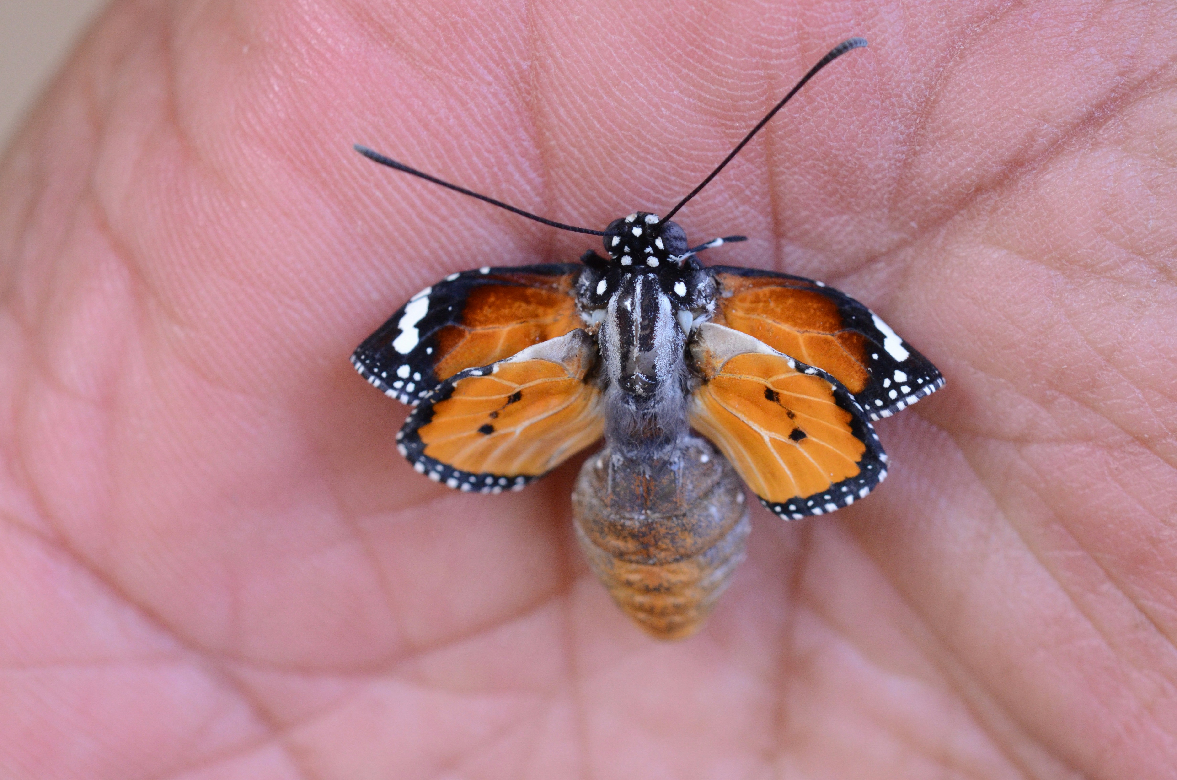 Butterfly on human skin photo – Free Butterfly Image on Unsplash