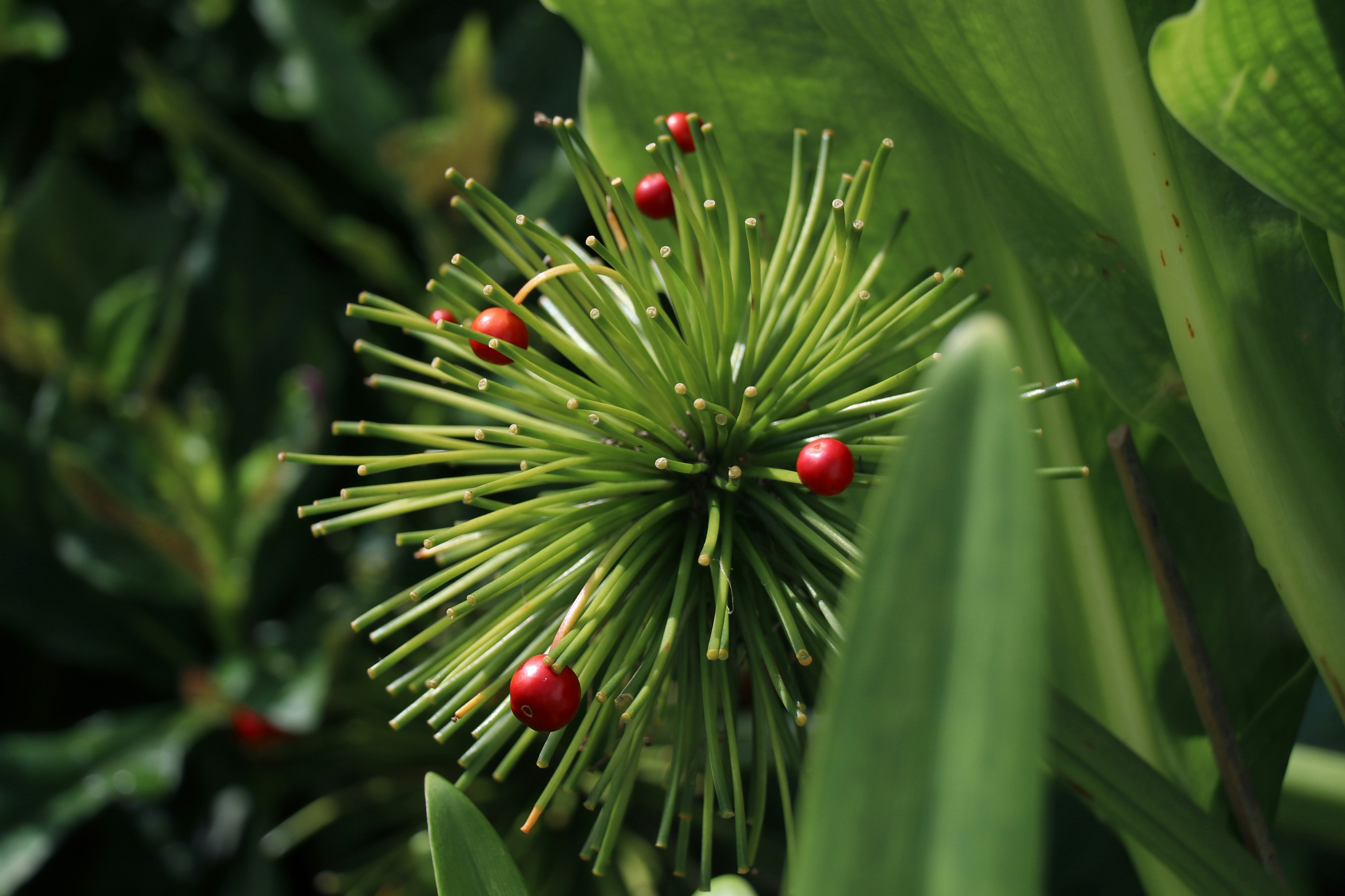 Green starburst with red berries: a botanical close-up