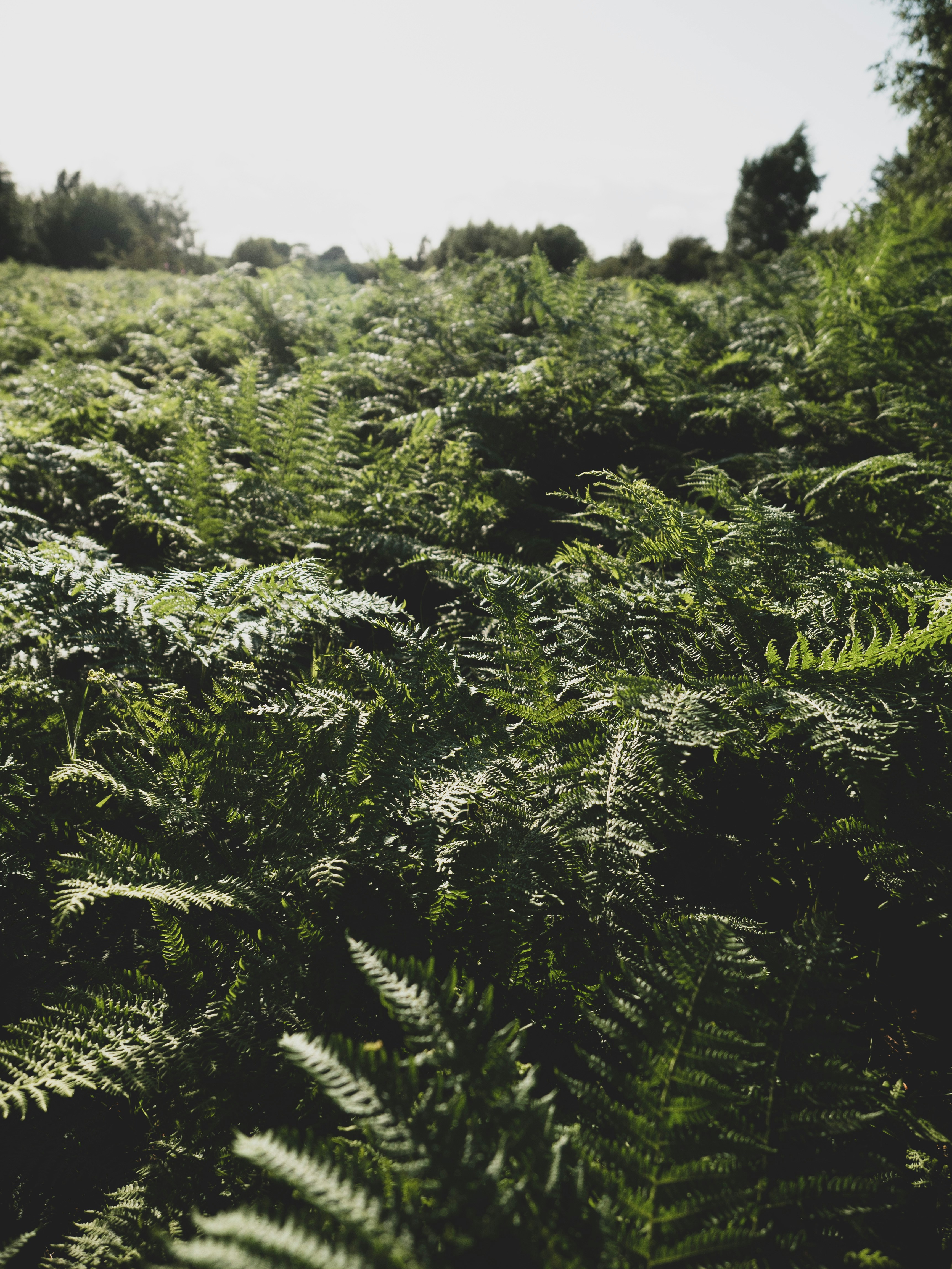 A field of green ferns.