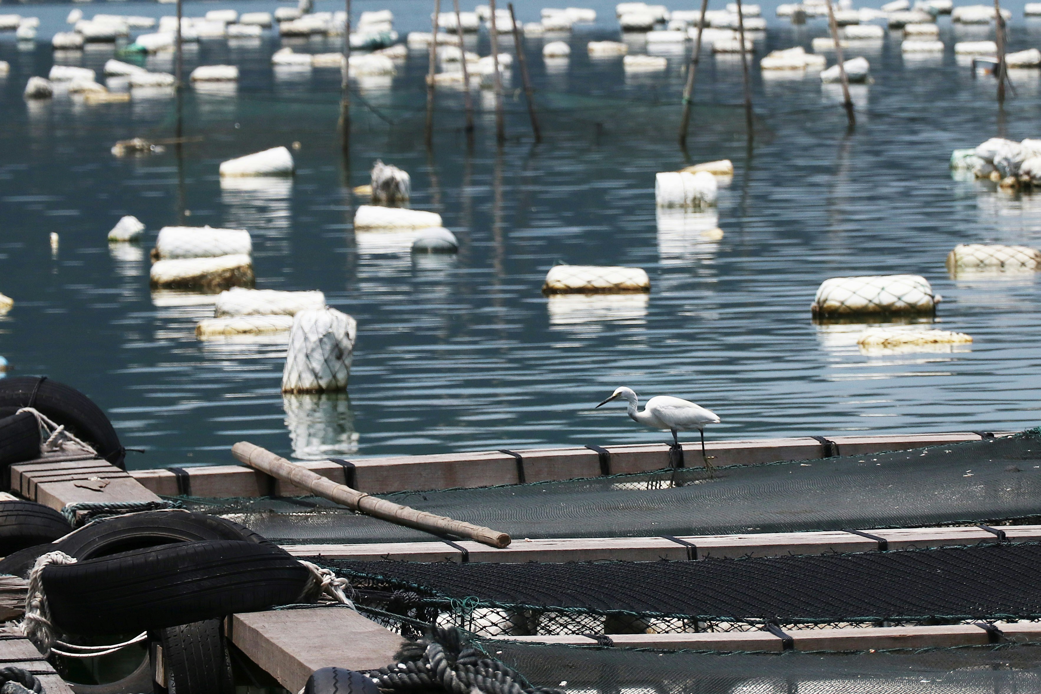 Harbor Frames: A White Heron Watches the Buoys