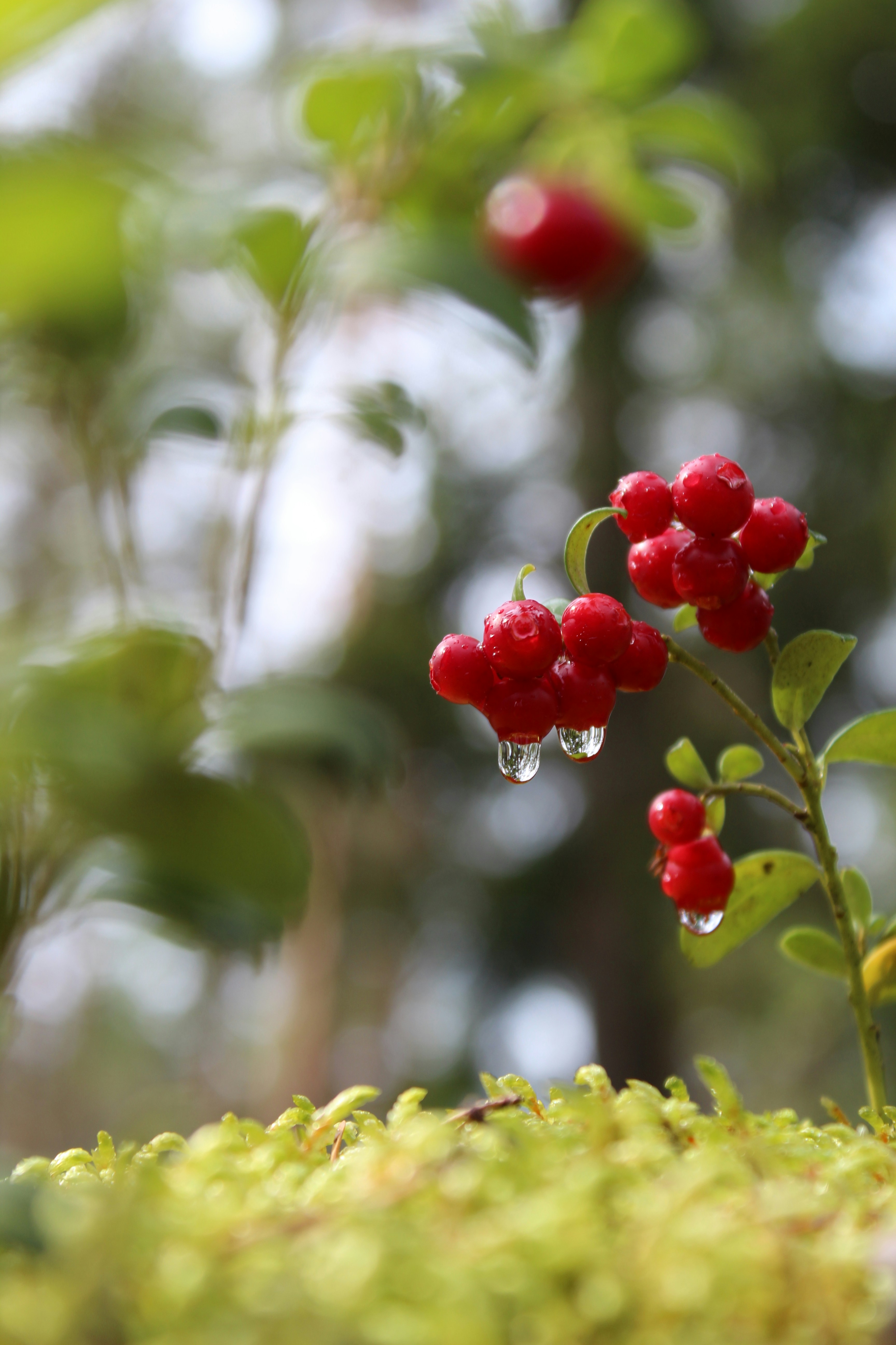Crimson Berries in Dew: A Close-Up Among Whispering Greens