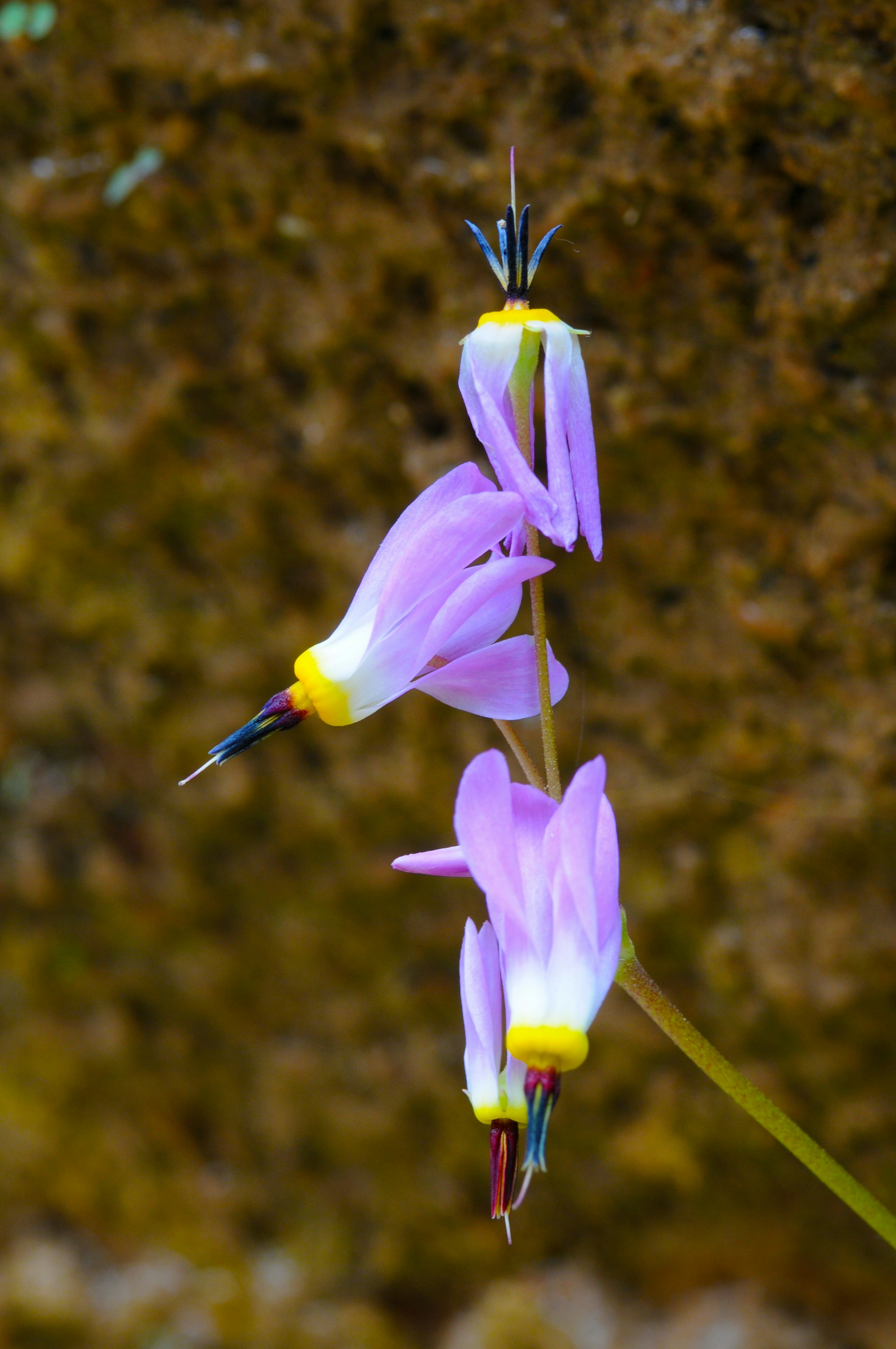 Spire of Lavender Pea Blossoms Against a Mossy Brown Backdrop