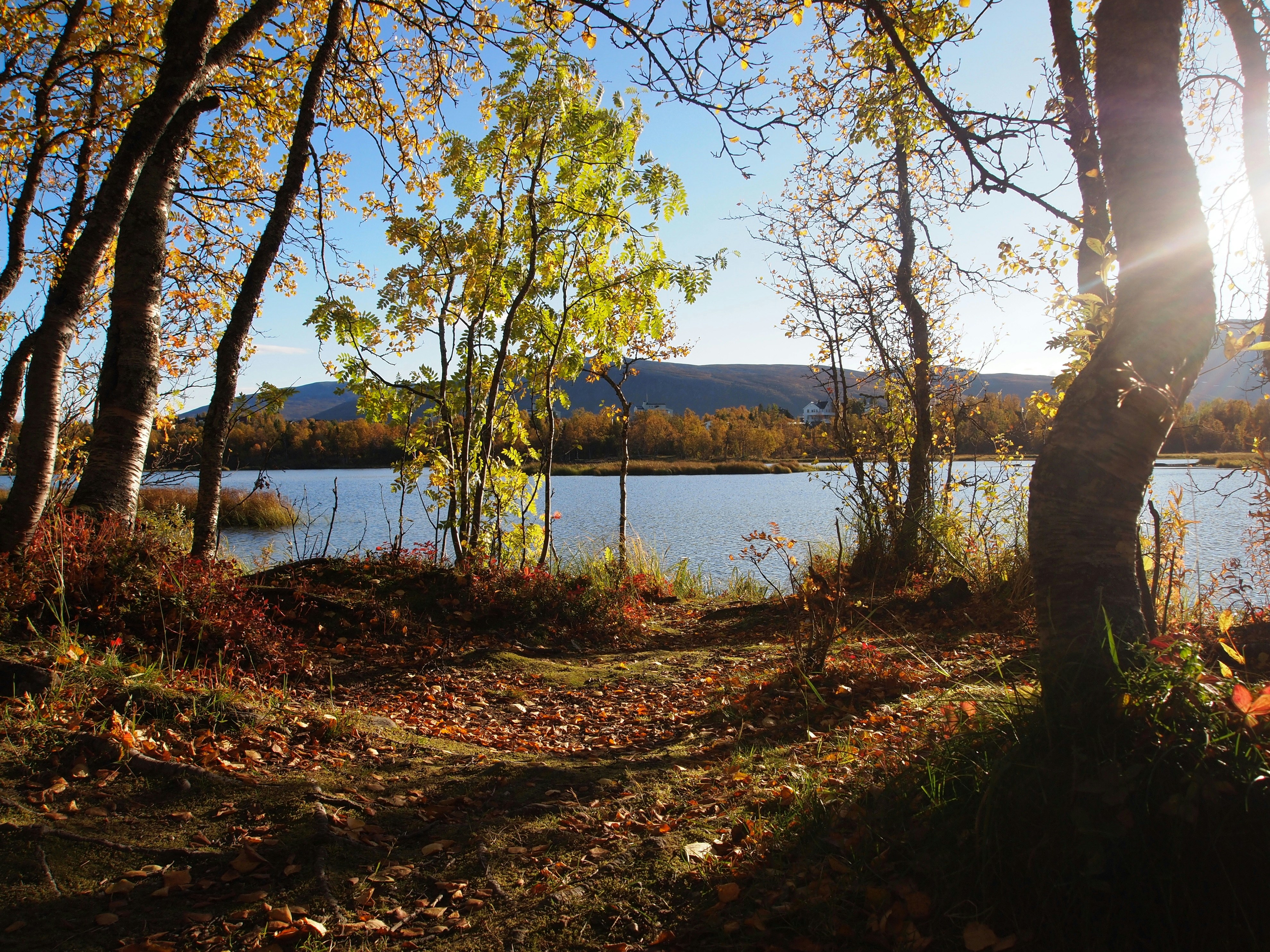 Sunlit Path to the Lake: Autumn Light Through the Trees