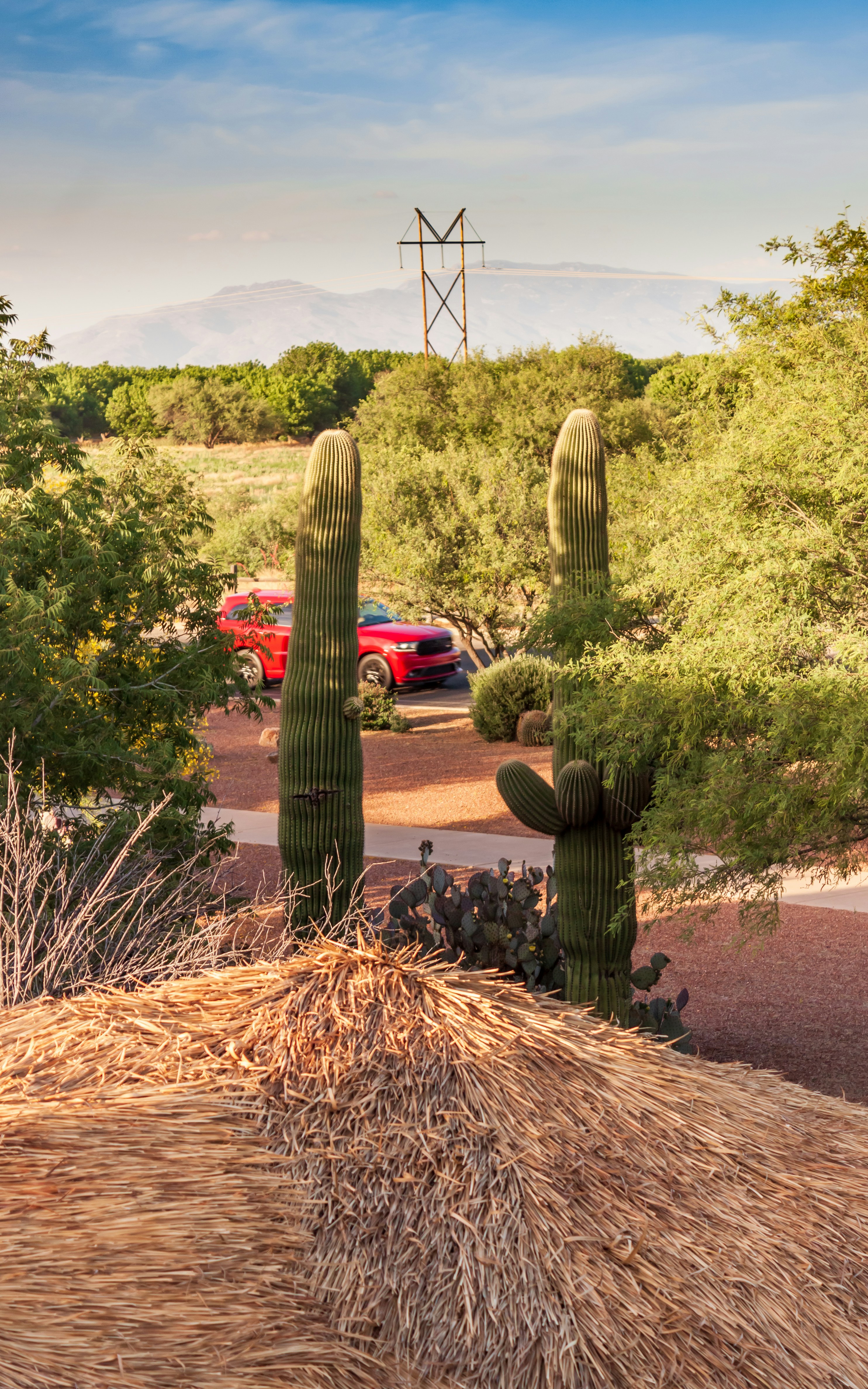 a couple of tall cactus standing next to each other