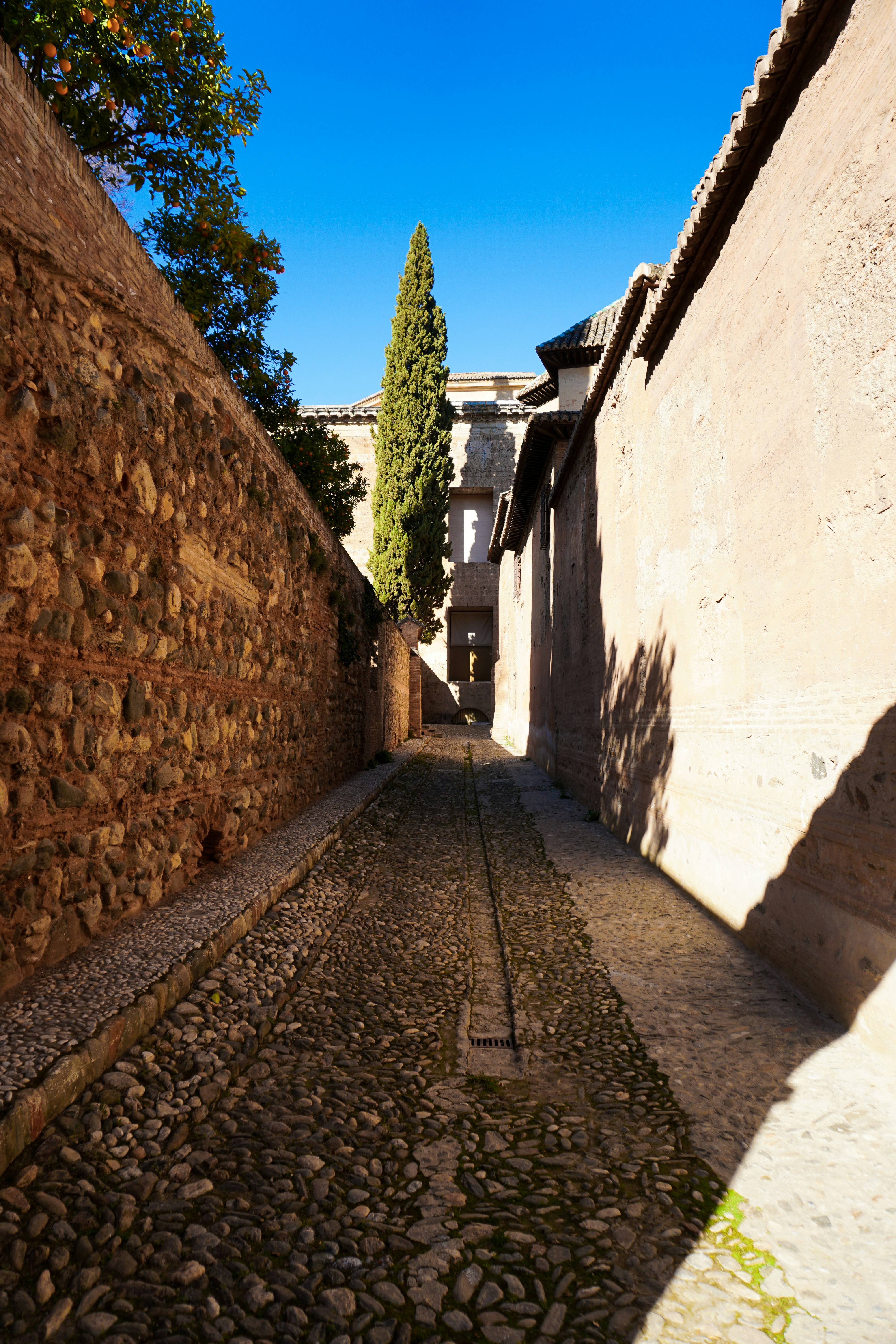 Cypress Sentinel at the End of a Sunlit Corridor