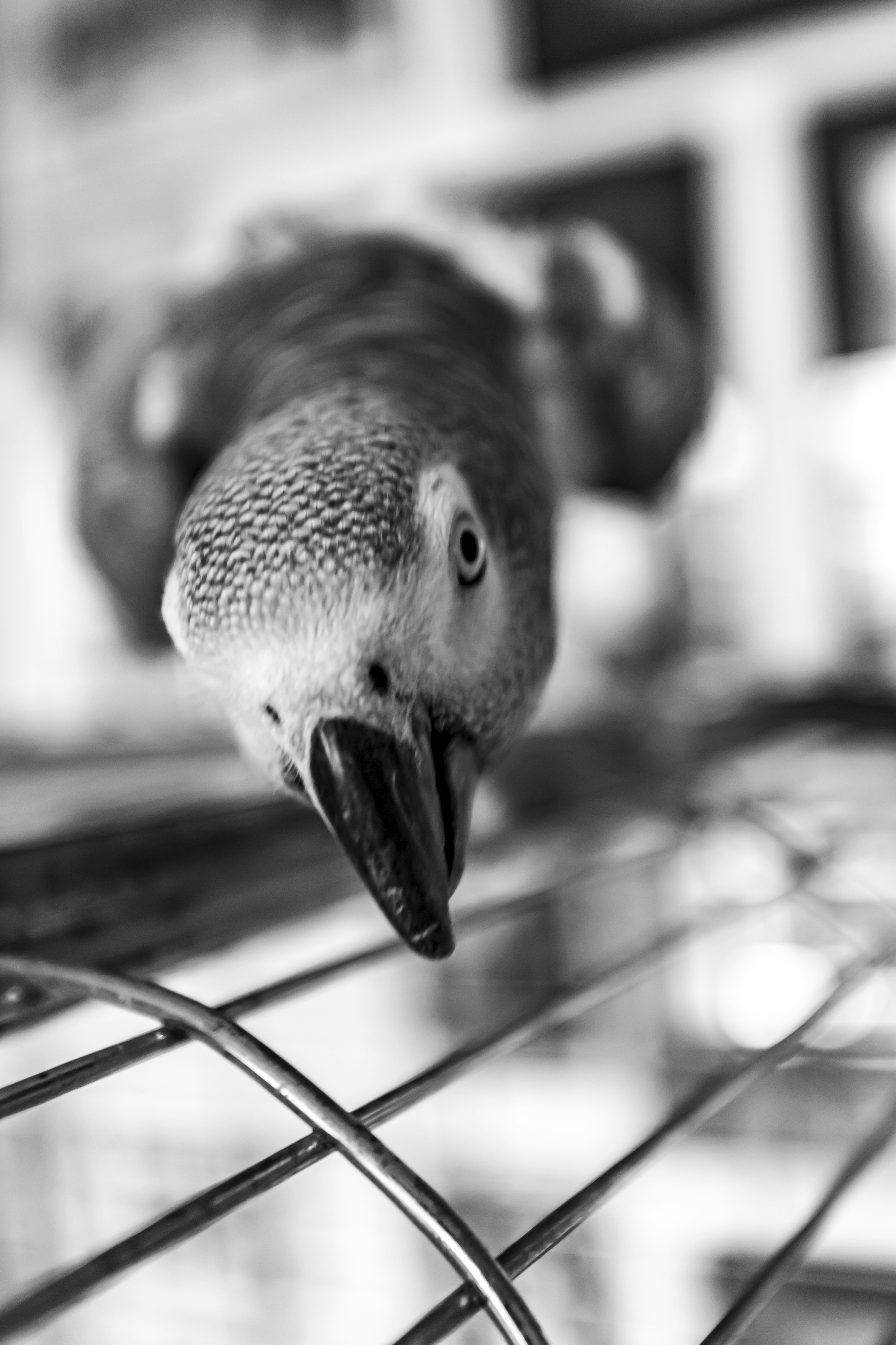 Close-up of a parrot peering inquisitively from its cage, showcasing intricate feather details. The monochrome effect emphasizes its expressive features.