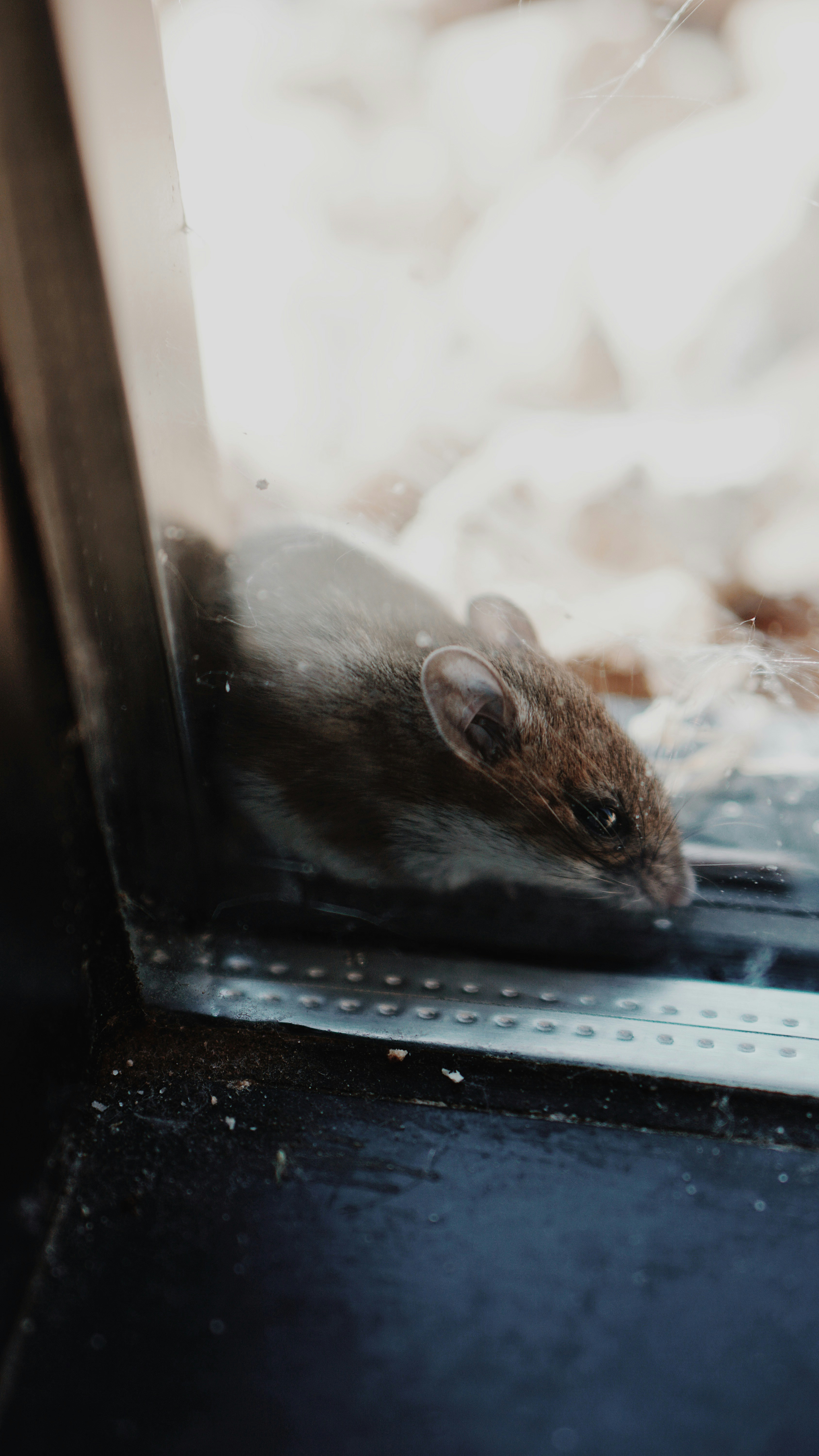 Brown rat photo – Free Grey Image on Unsplash