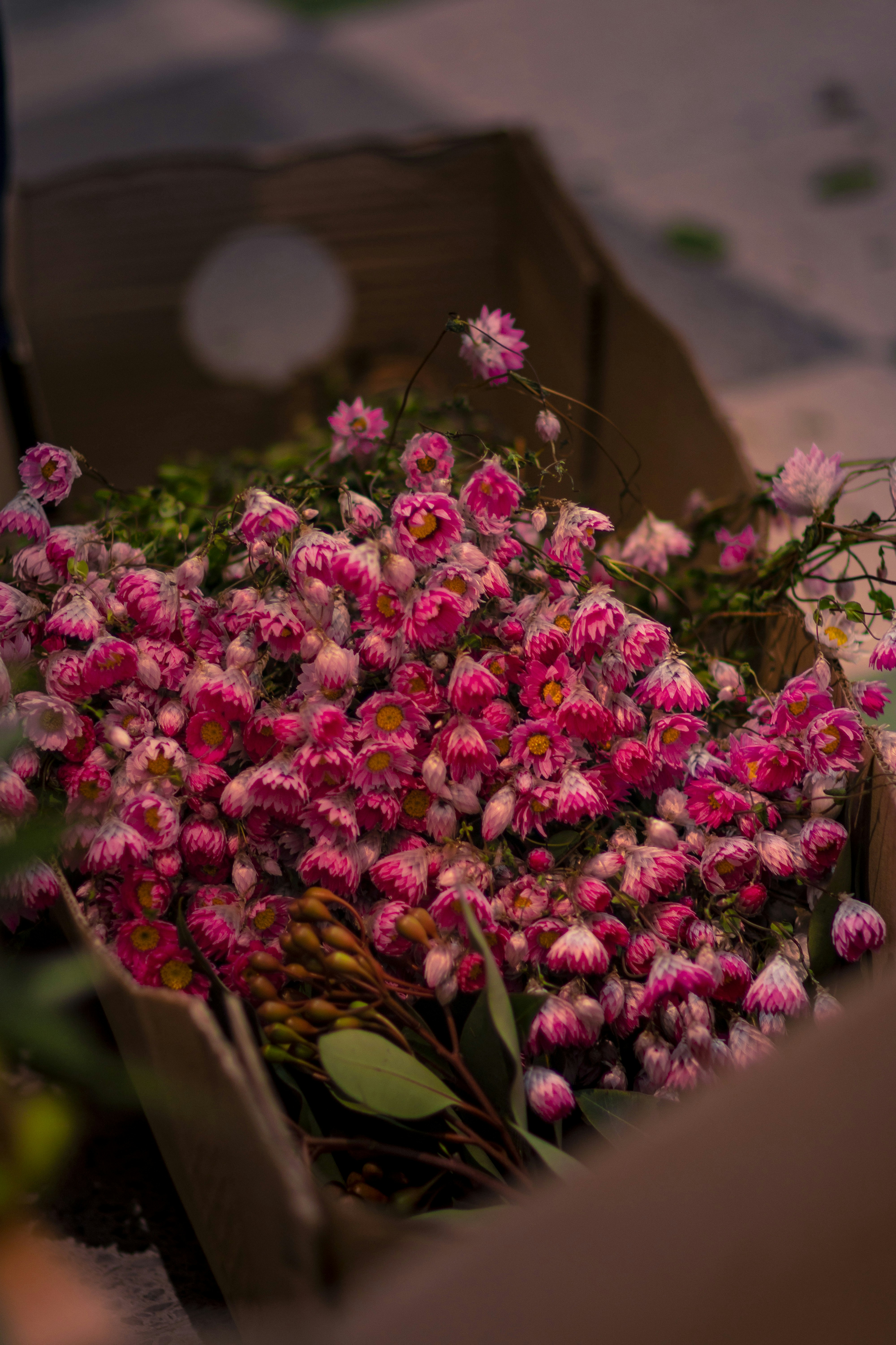 Pink Daisies Gathered in a Box: An Intimate Bouquet Close-Up