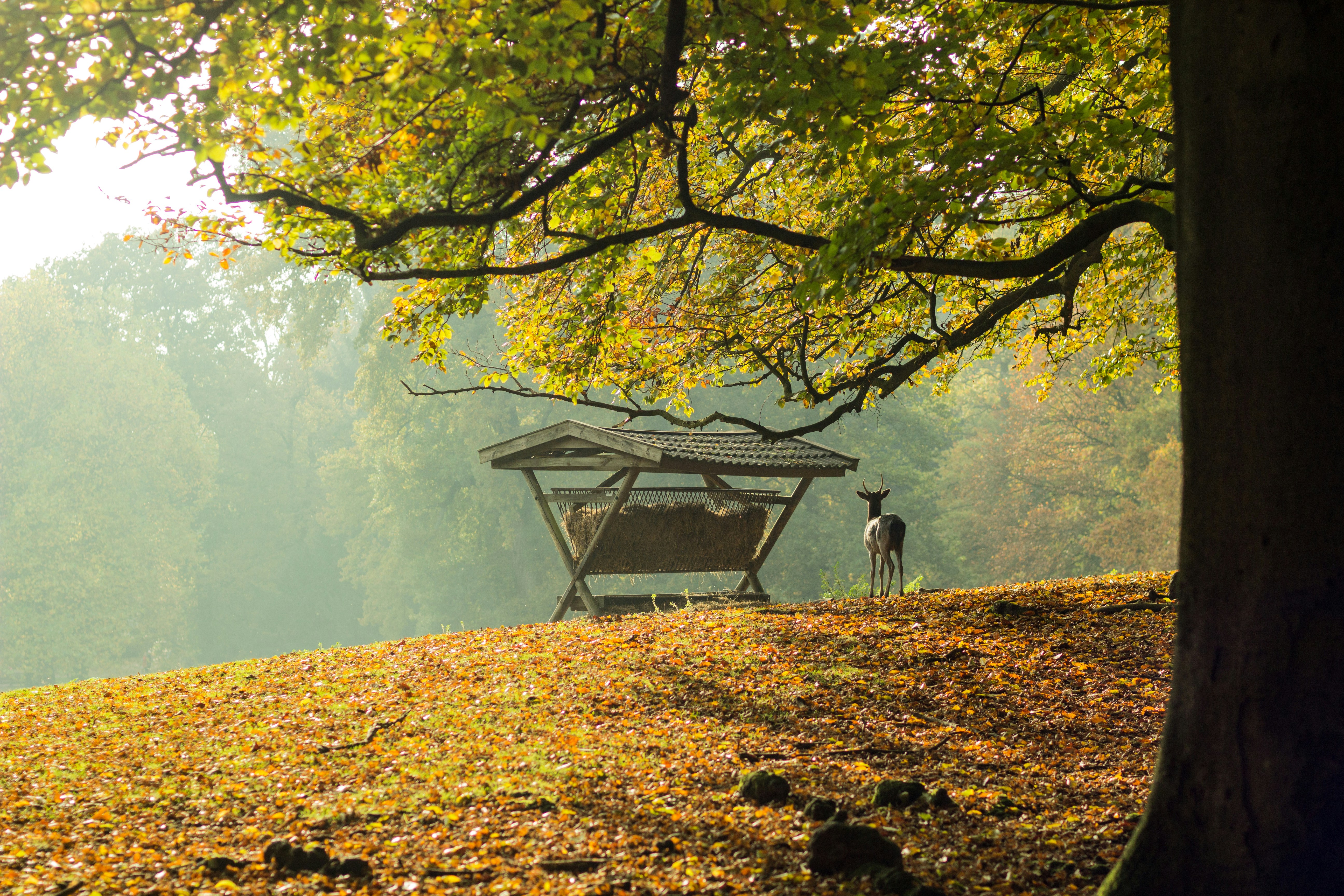 Goat stands near a wooden shelter under a canopy of golden autumn leaves.