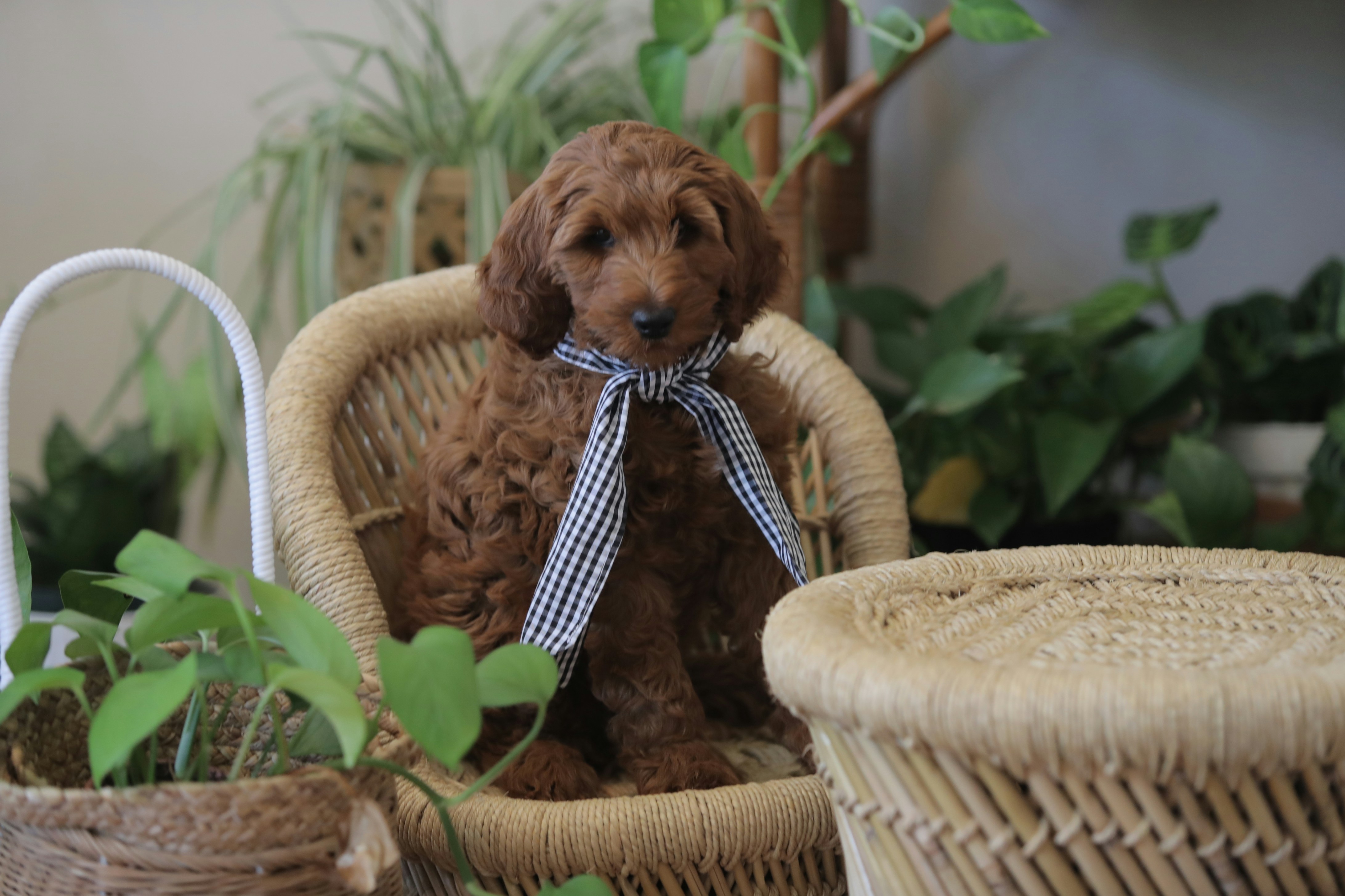 A playful puppy with a black and white striped bowtie sits comfortably in a wicker chair surrounded by lush greenery.