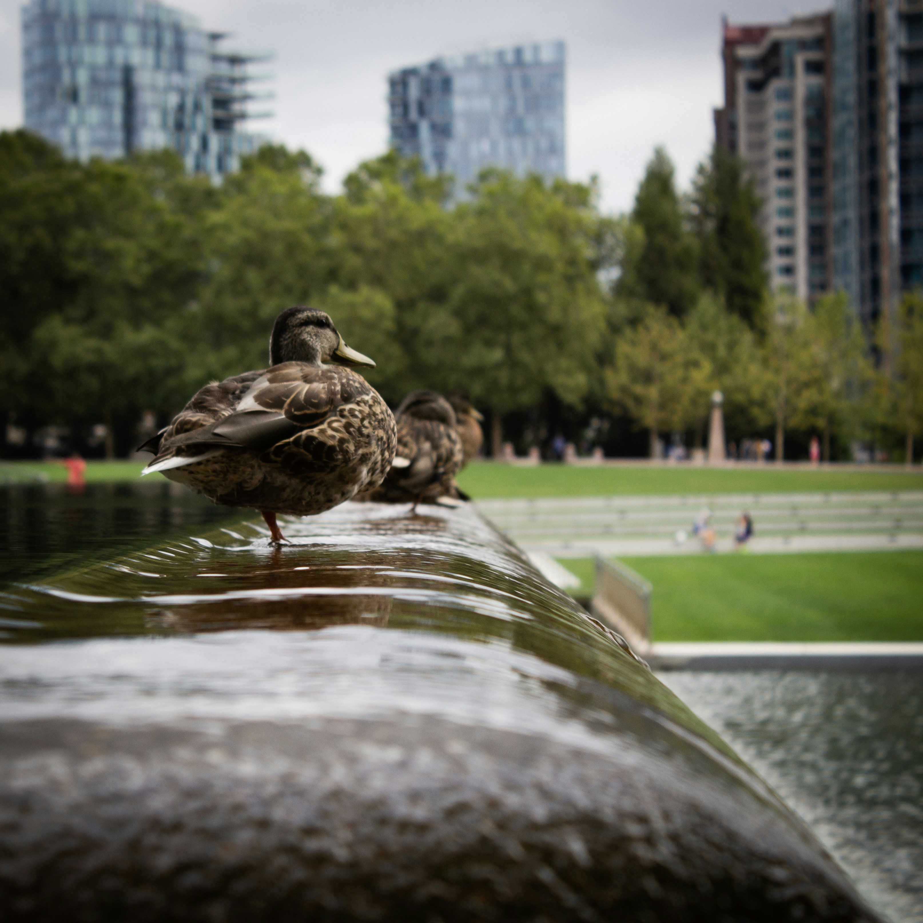 🦆
