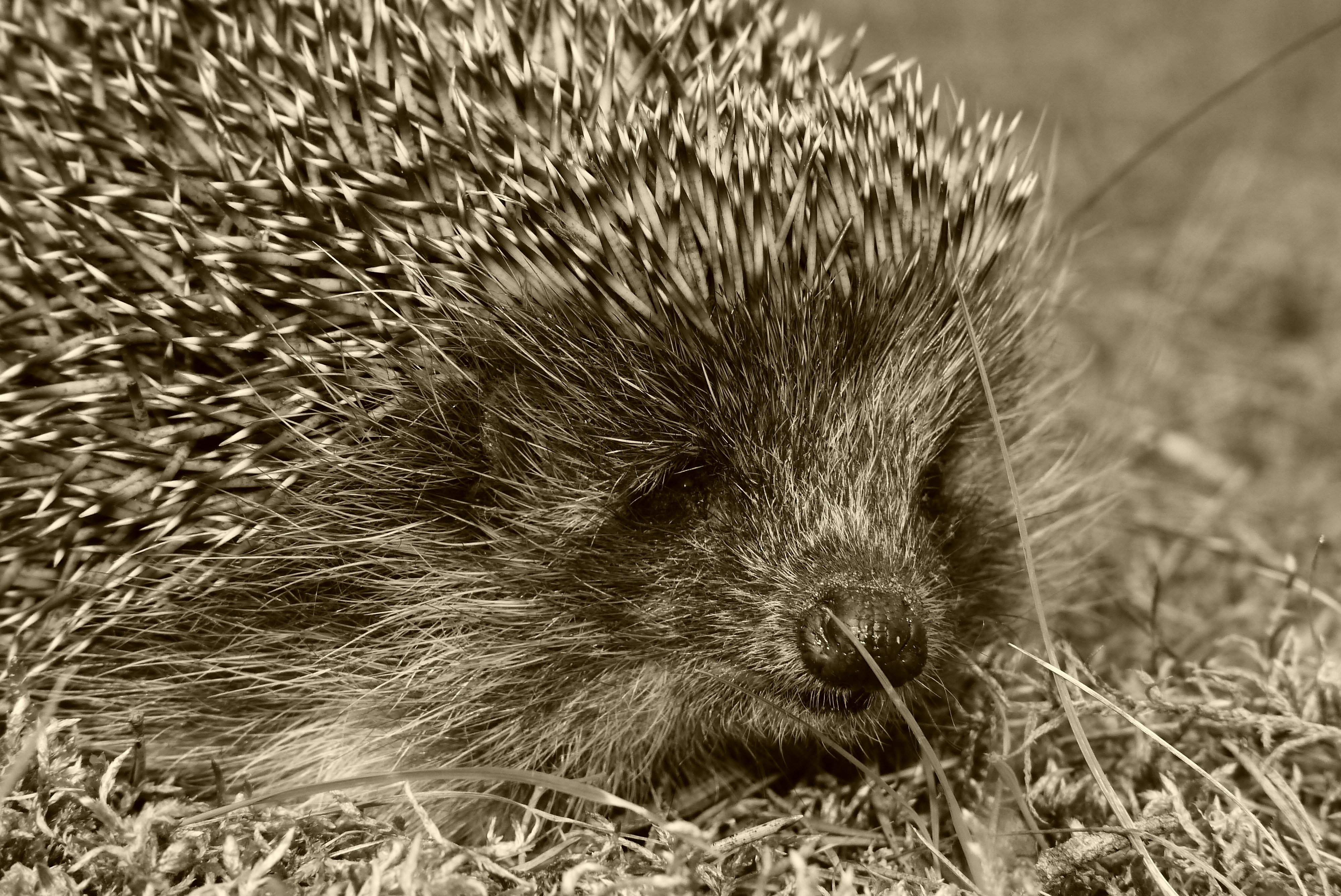 Sepia Slumber: Hedgehog's Quiet Close-Up Among Dry Grass