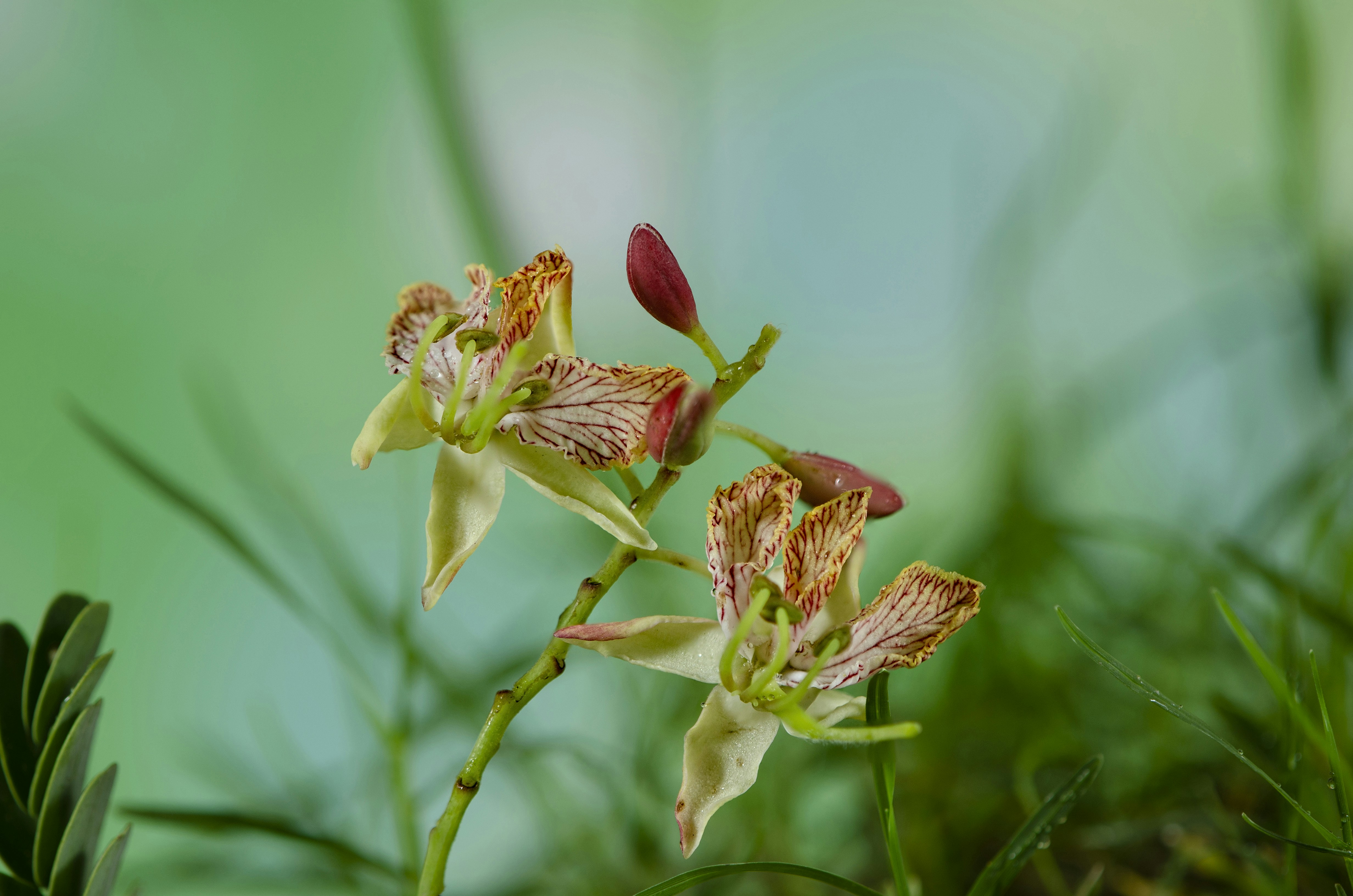 Frilled Orchid in Velvet Green: A Macro Portrait of Veined Petals