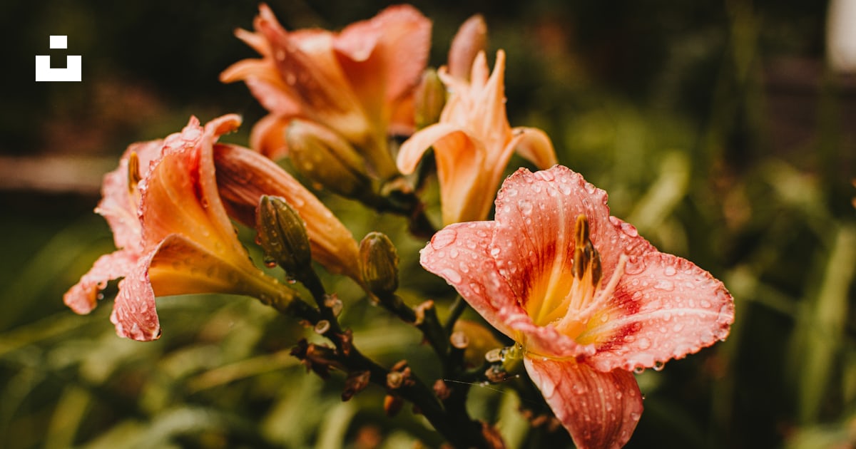 Flores Rosadas En Flor Foto Imagen De Flor Gratuita En Unsplash