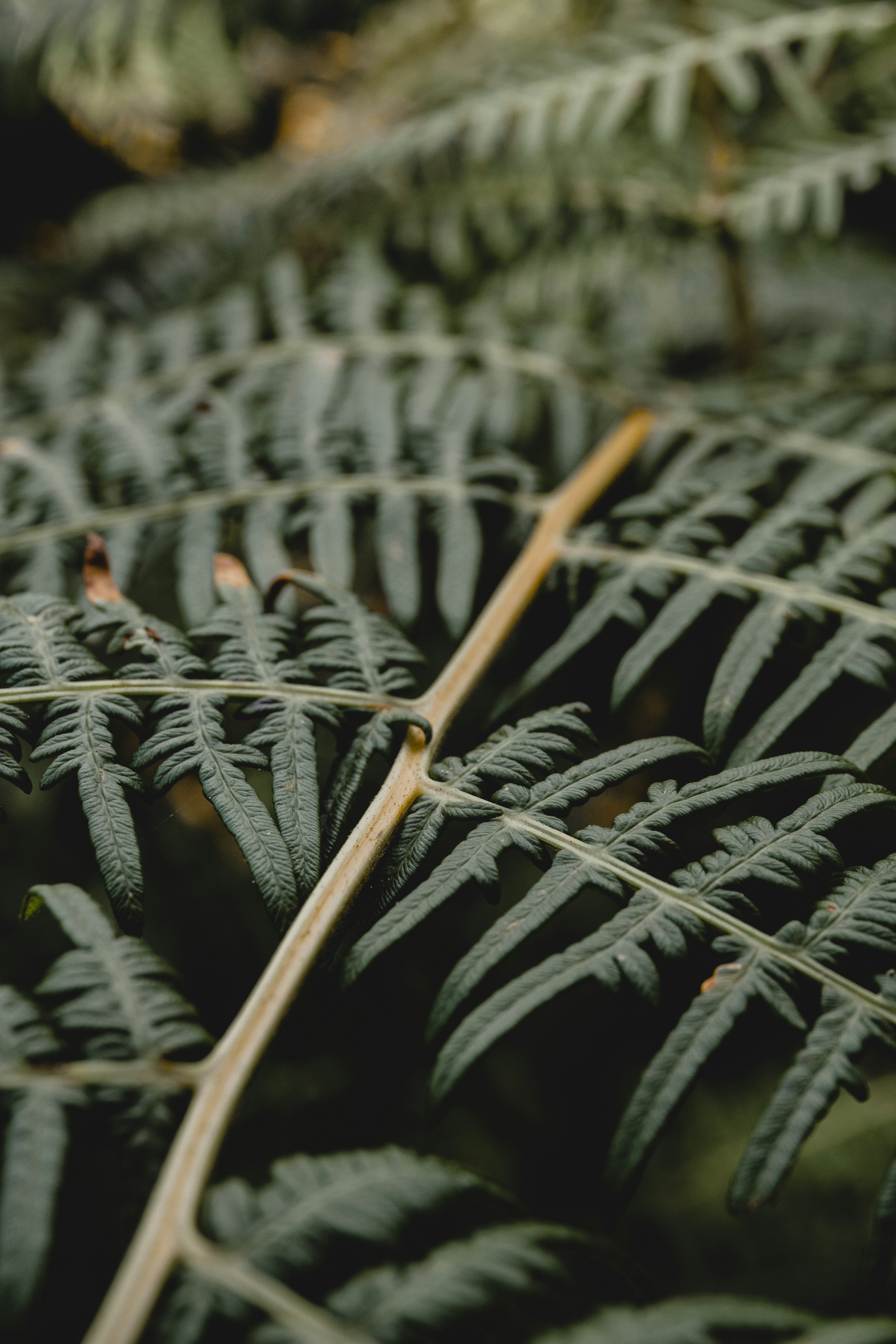 Intricate fern fronds intertwine, showcasing their lush green textures and delicate patterns. A close-up view highlights the natural beauty of the foliage.