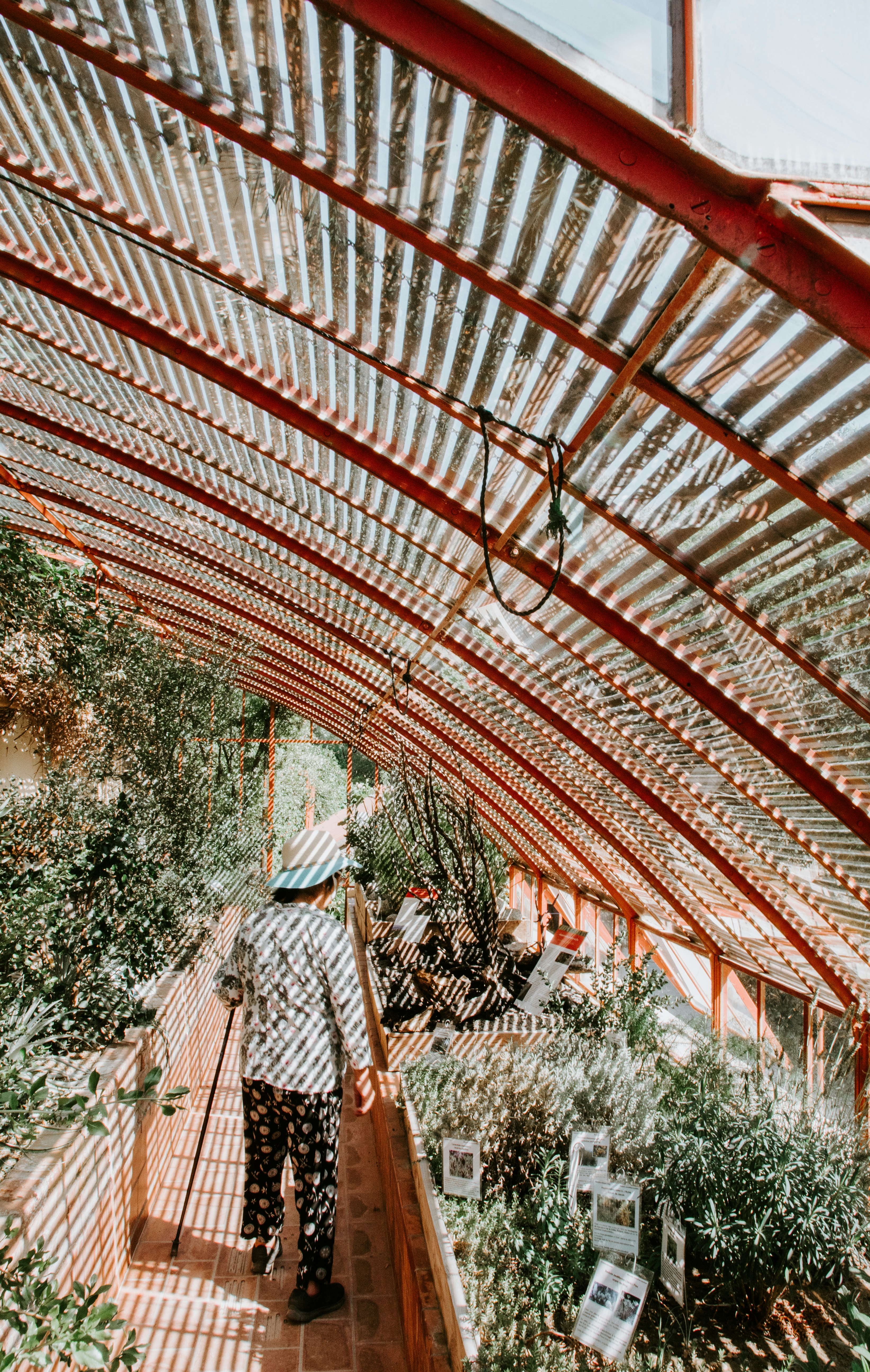 Glasshouse Wanderer: A Sunlit Path Among Verdant Tables
