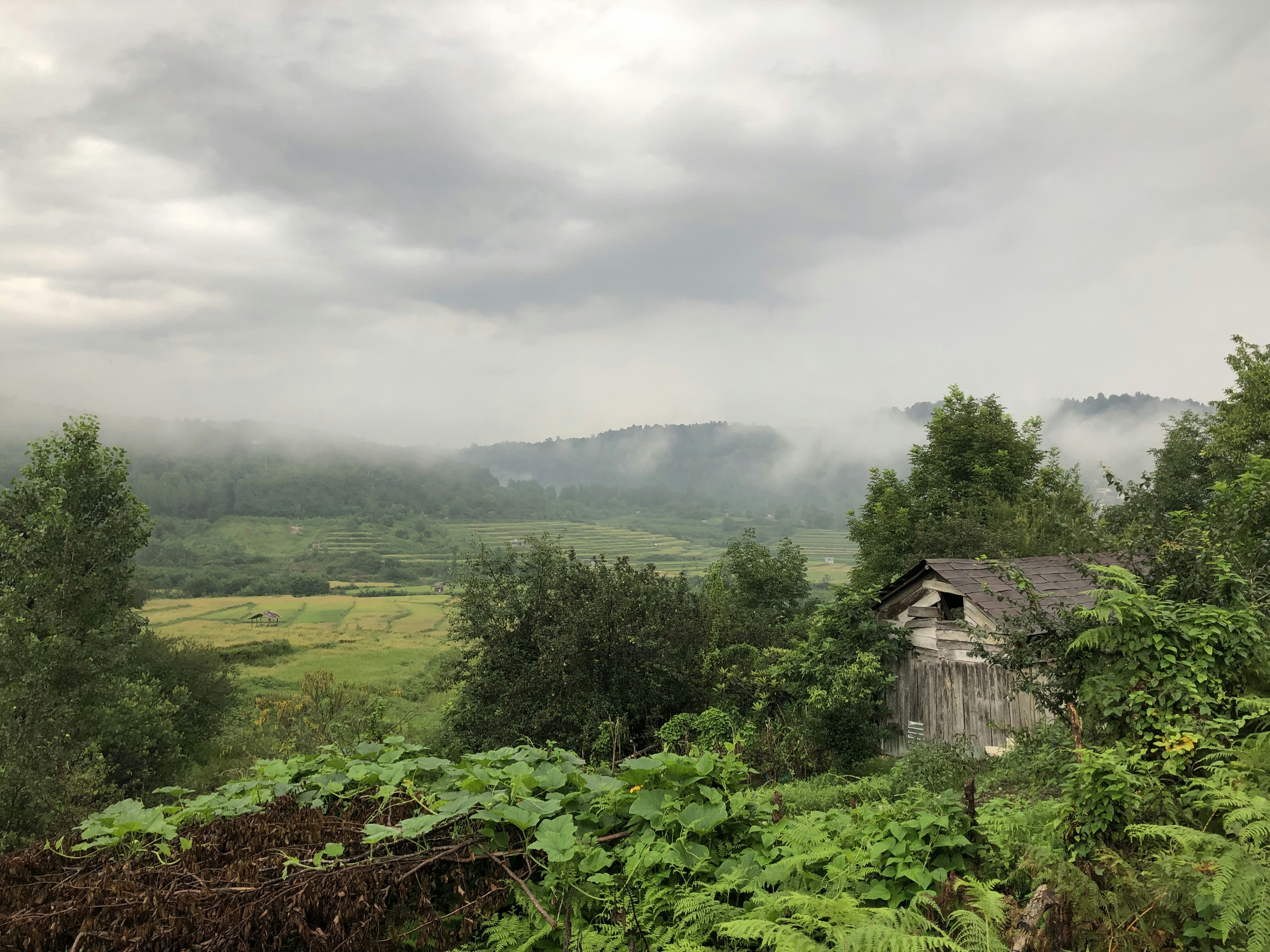 Valley Mist and a Weathered Shed