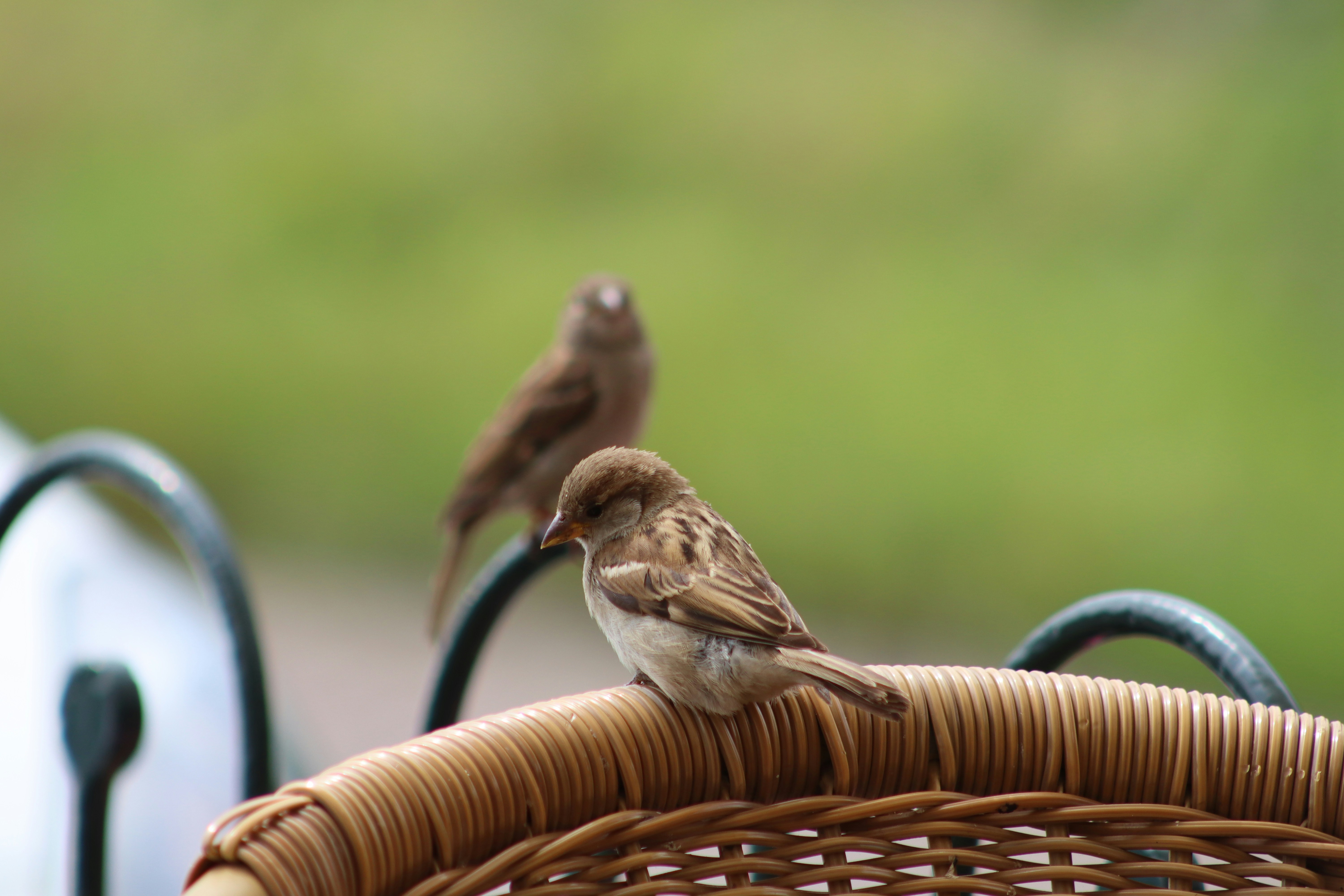 Wicker Stage: A Sparrow's Quiet Pause in Sunlit Garden