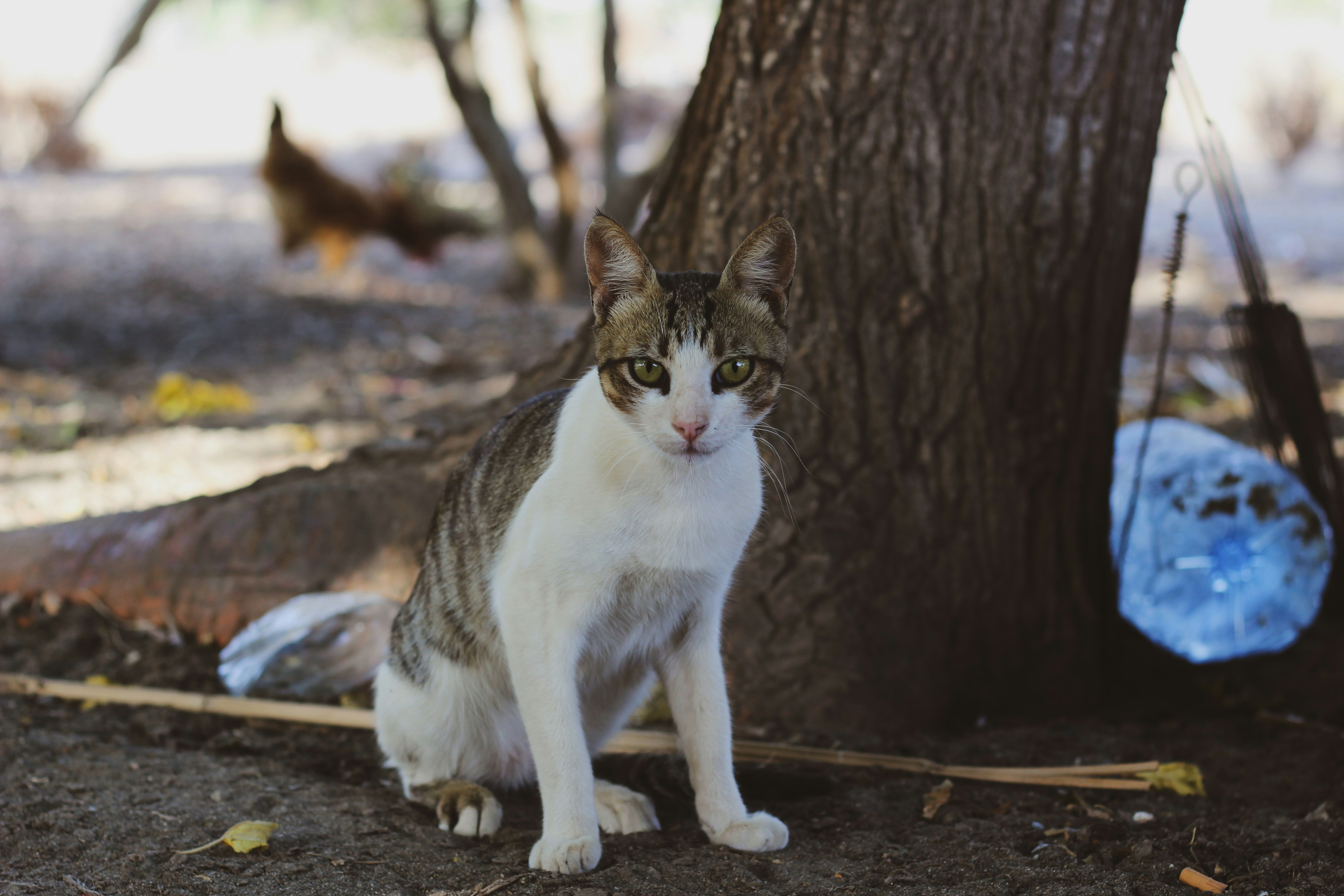Free Animal Image on Unsplash