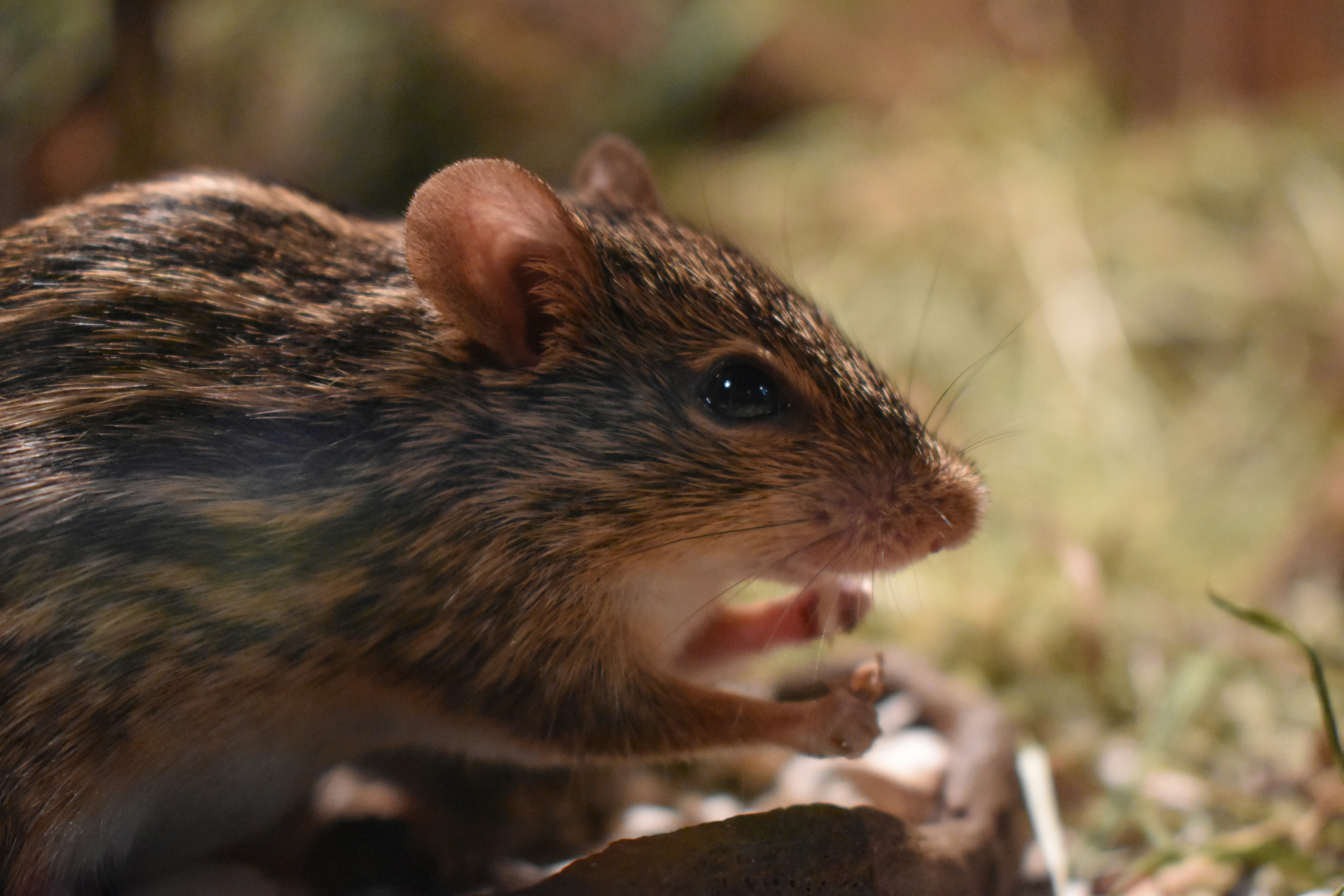 A small rodent with its mouth open on the ground photo – Free Animal ...