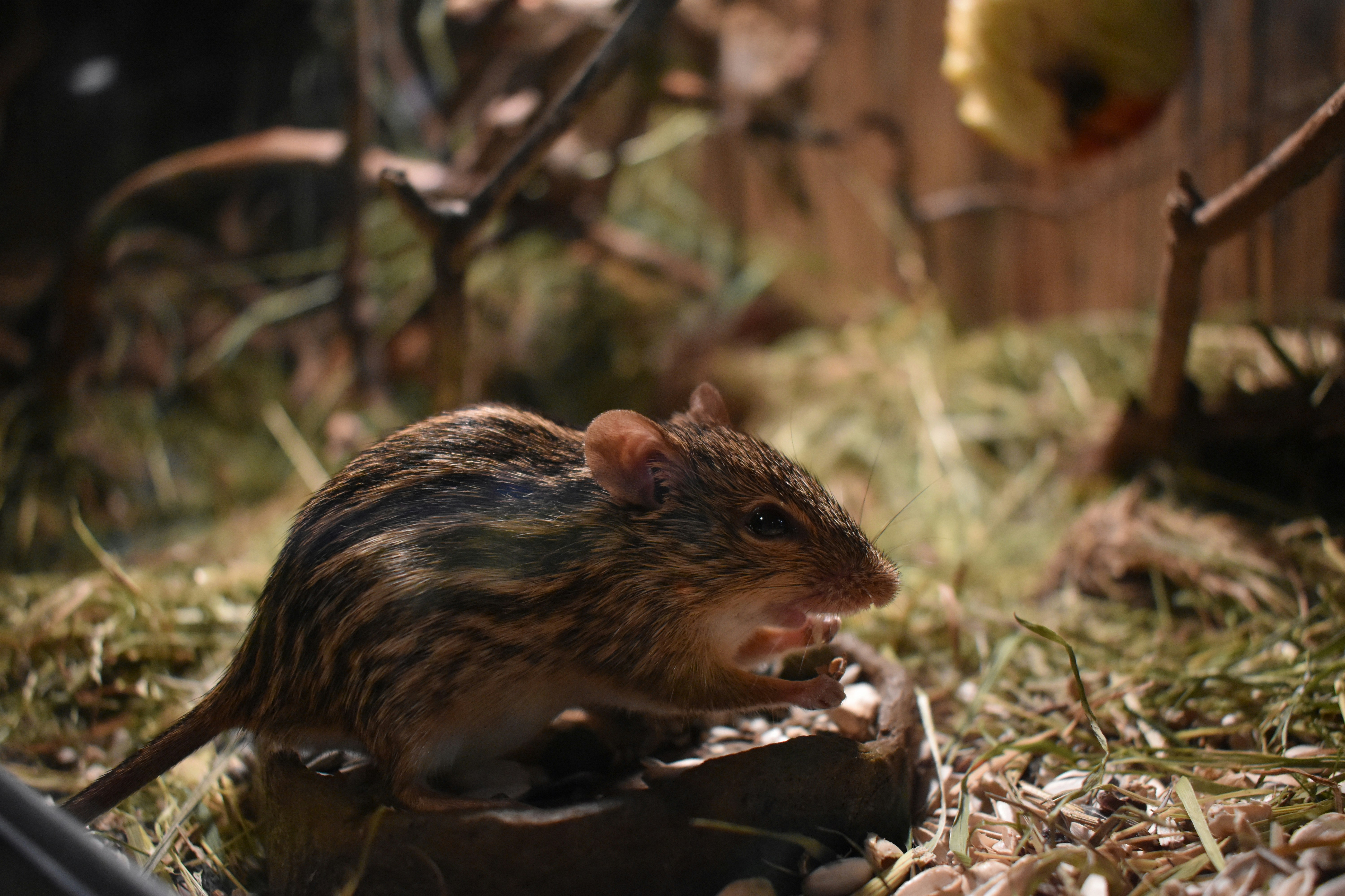 Midday Whiskers: A Tiny Rodent in a Quiet Enclosure