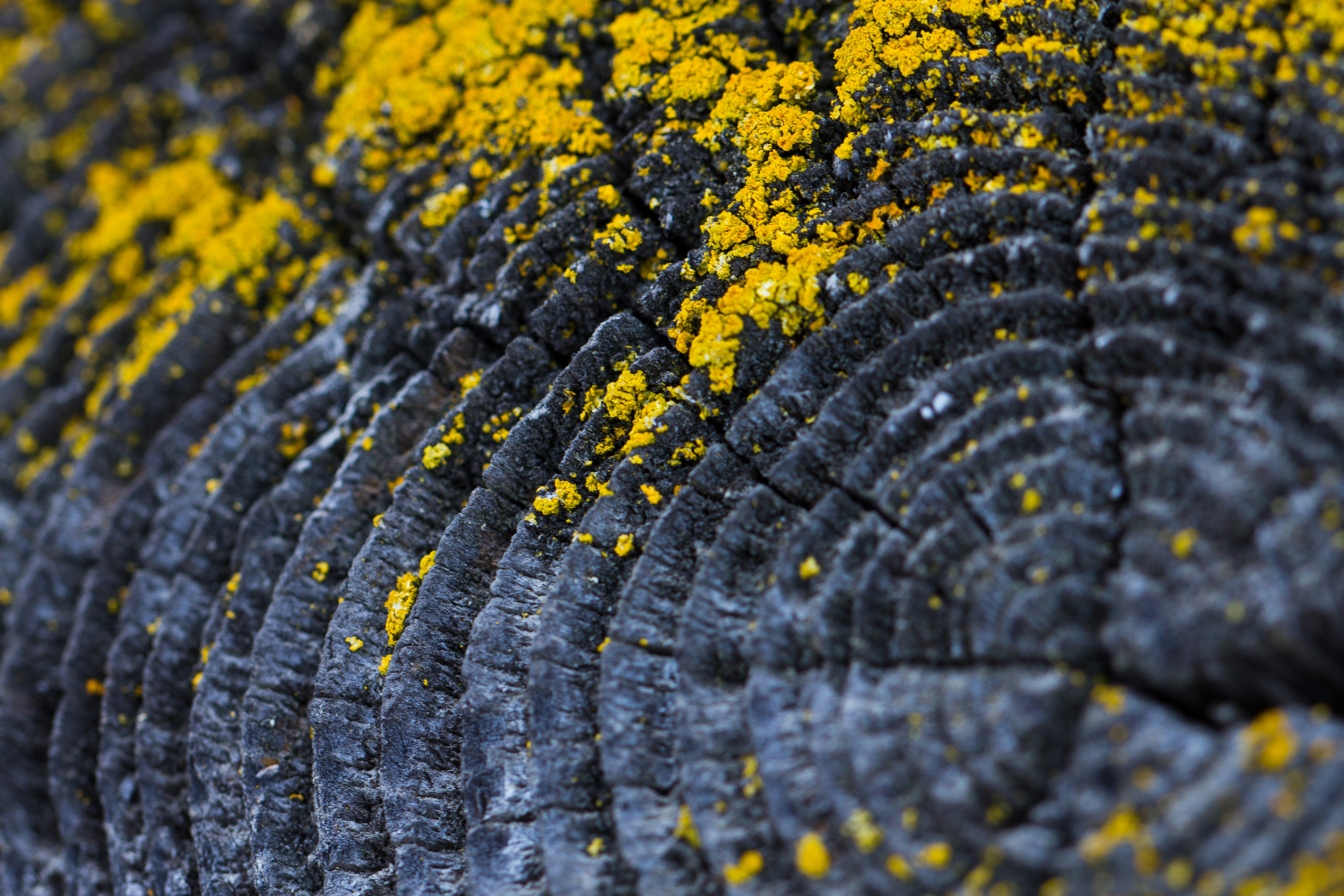 Tree Trunk Macro in Autumn