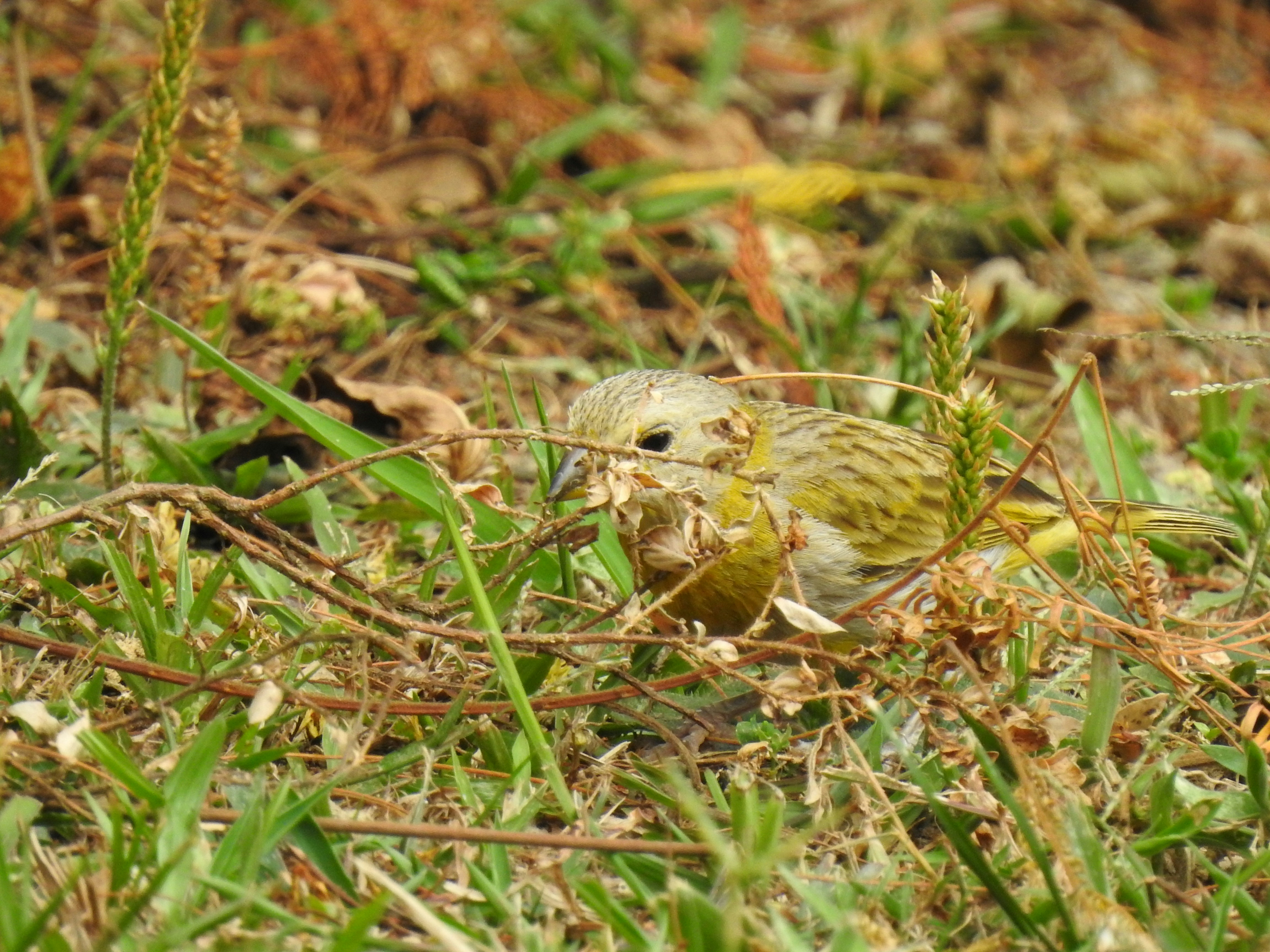 Olive Warbler Navigates a Rug of Grass and Seed