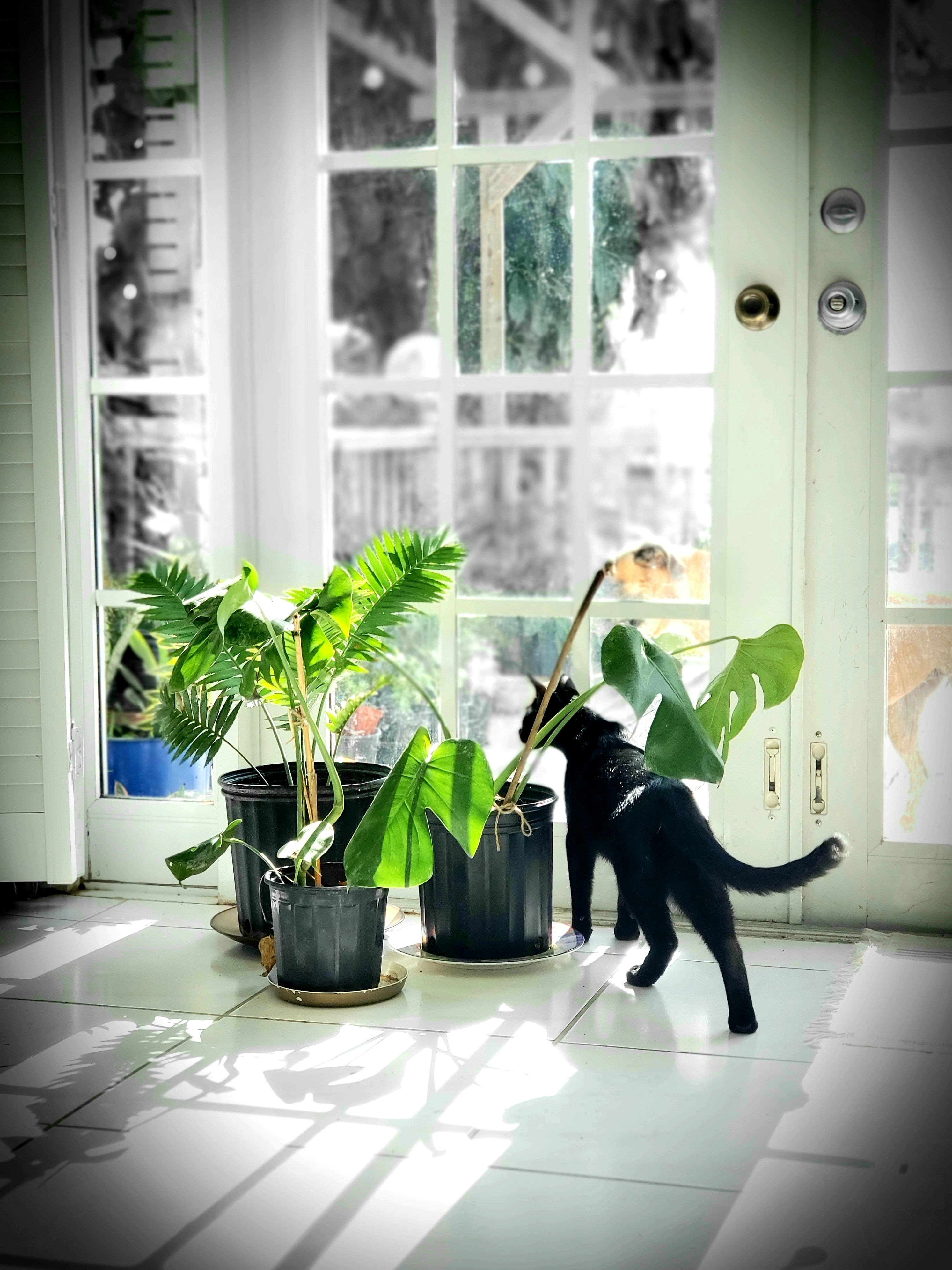 A playful black cat investigates potted plants near a glass door, with sunlight casting soft shadows on the floor.