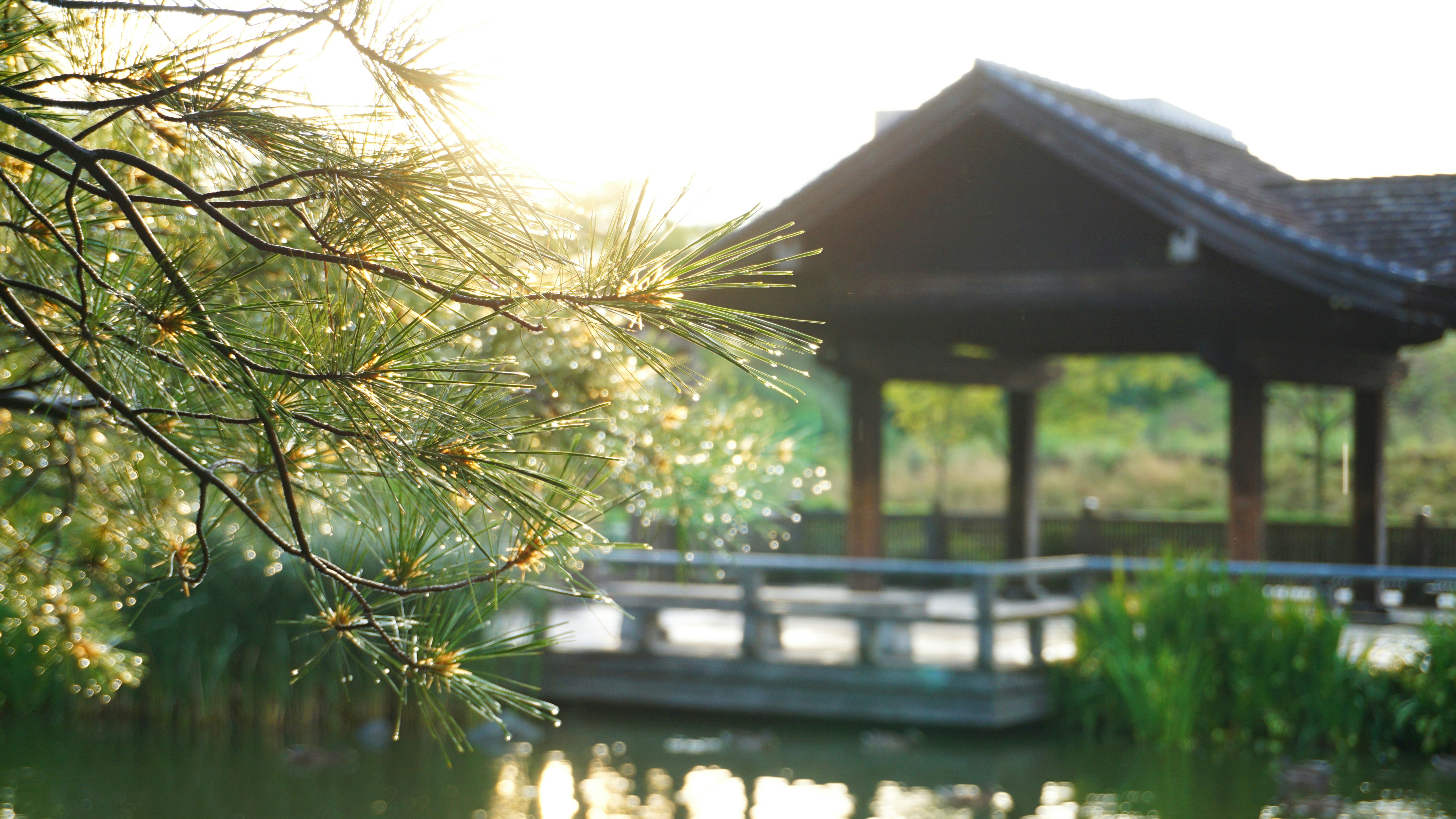 Sun-dappled branches with a tranquil lakeside pavilion in soft focus.