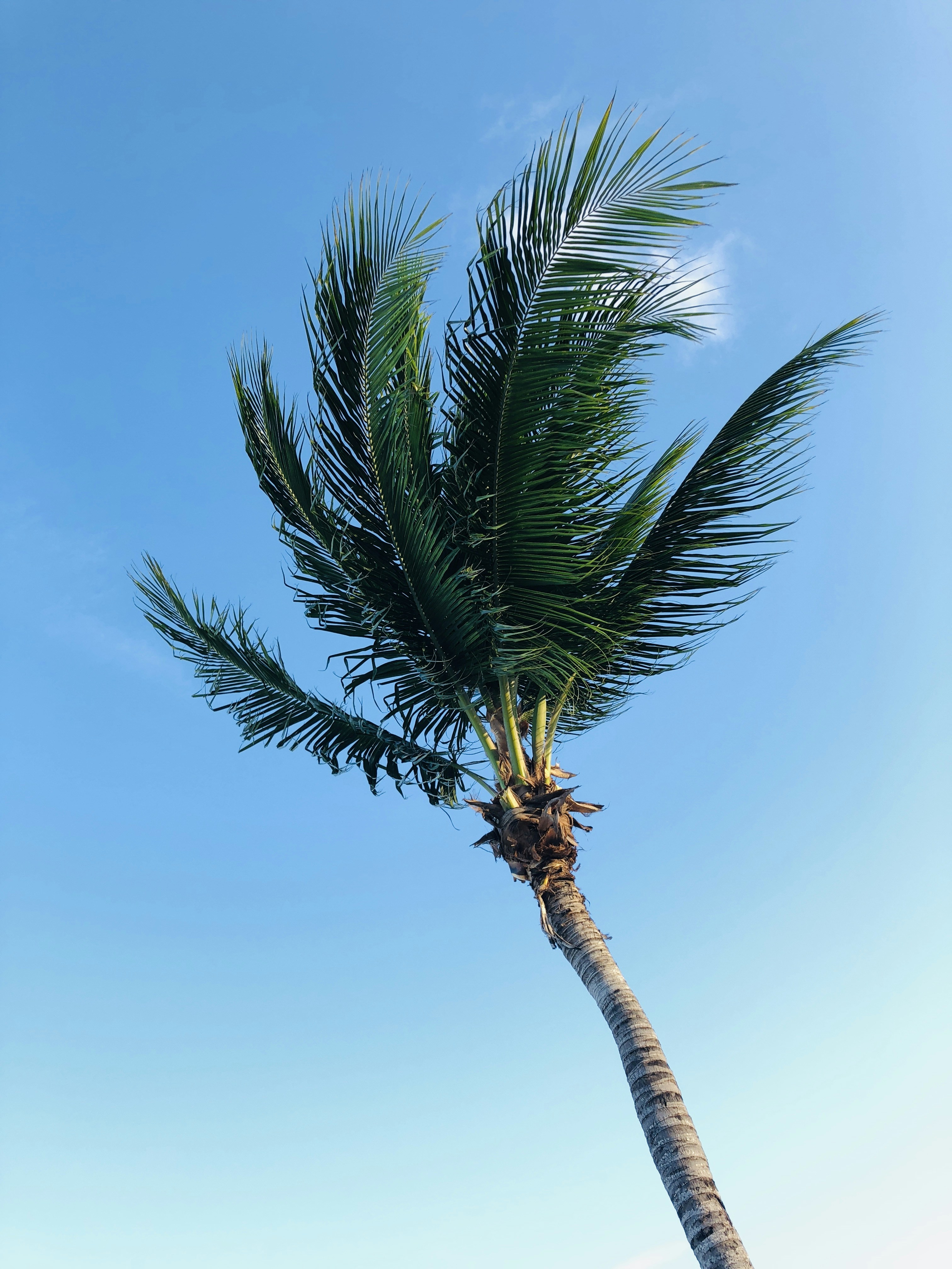 Palm tree photo – Free Cancún Image on Unsplash