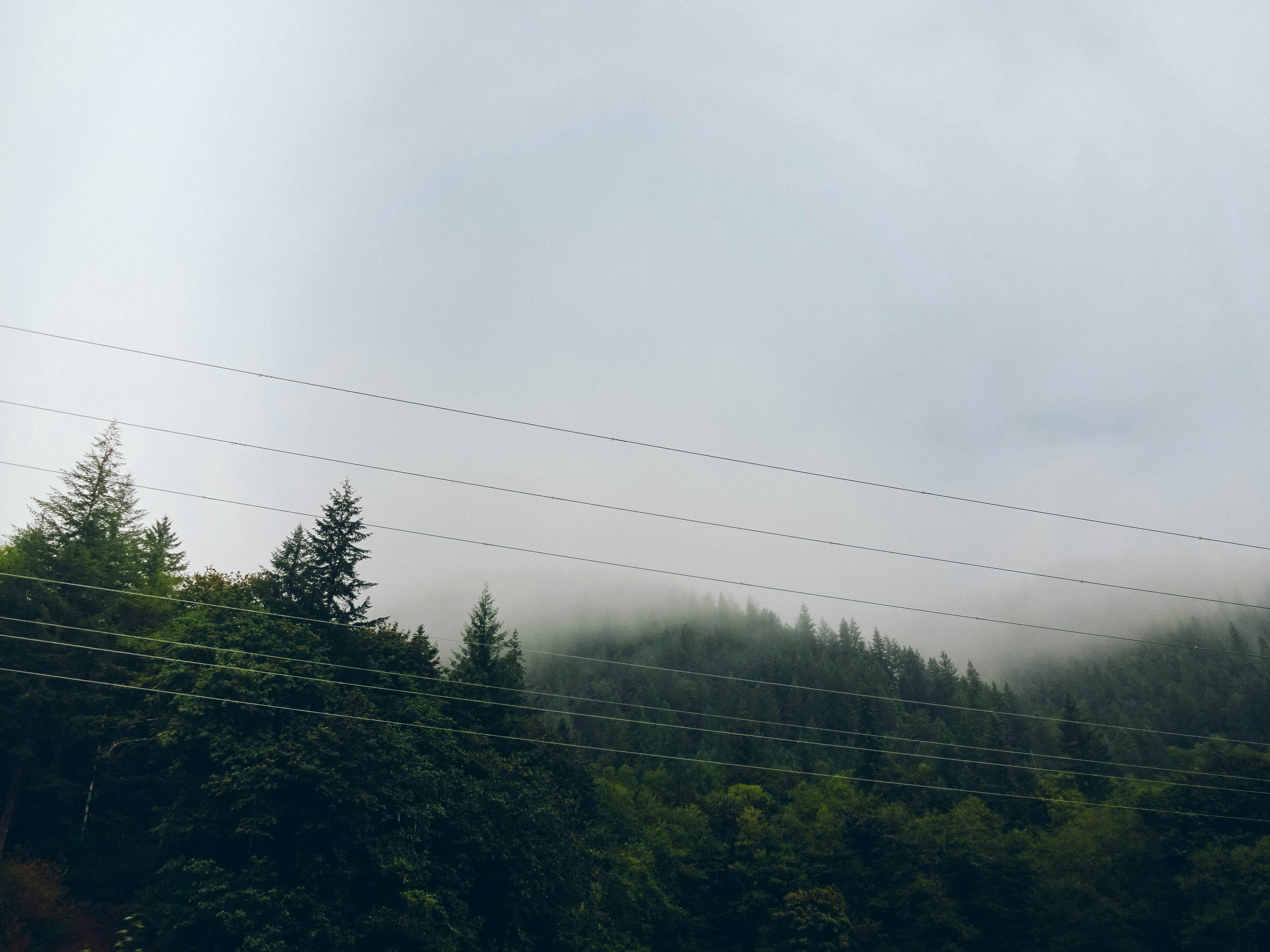 Photograph of a mist-shrouded pine ridge with power lines crossing the sky. The scene juxtaposes natural forest calm with visible human infrastructure.