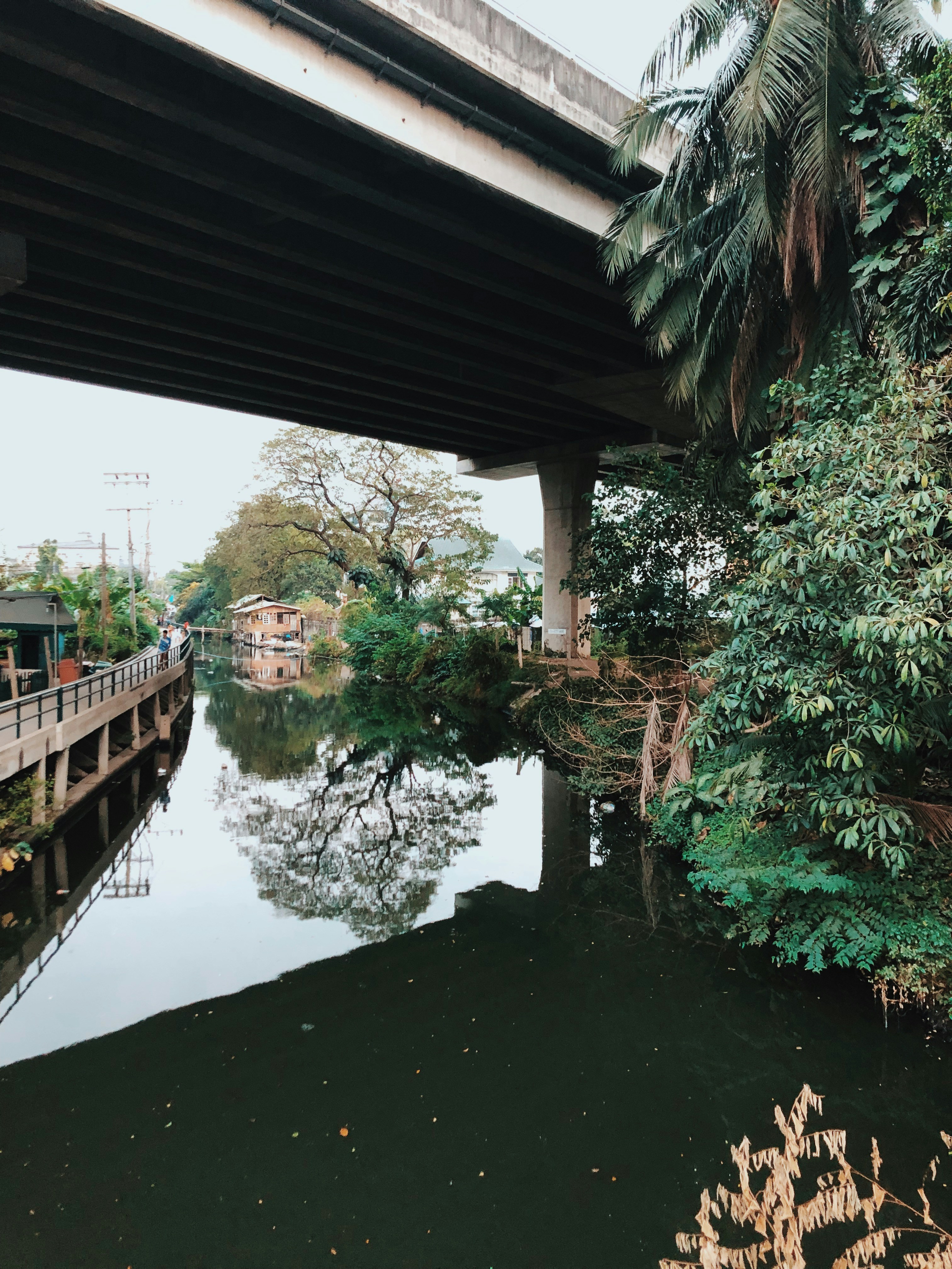 Tree near bridge photo – Free Grey Image on Unsplash