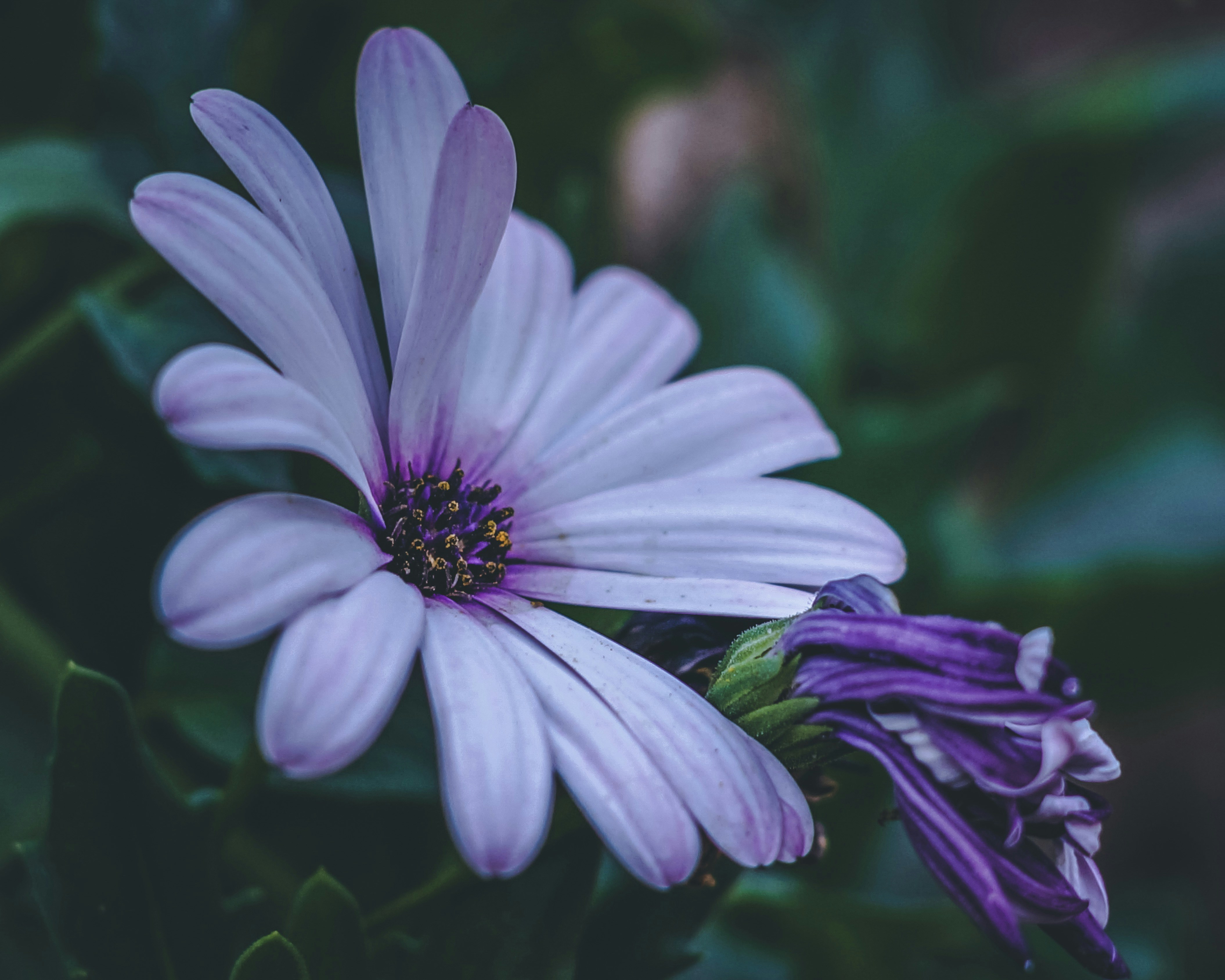 Midnight Bloom: A Velvet Purple Daisy in Quiet Focus