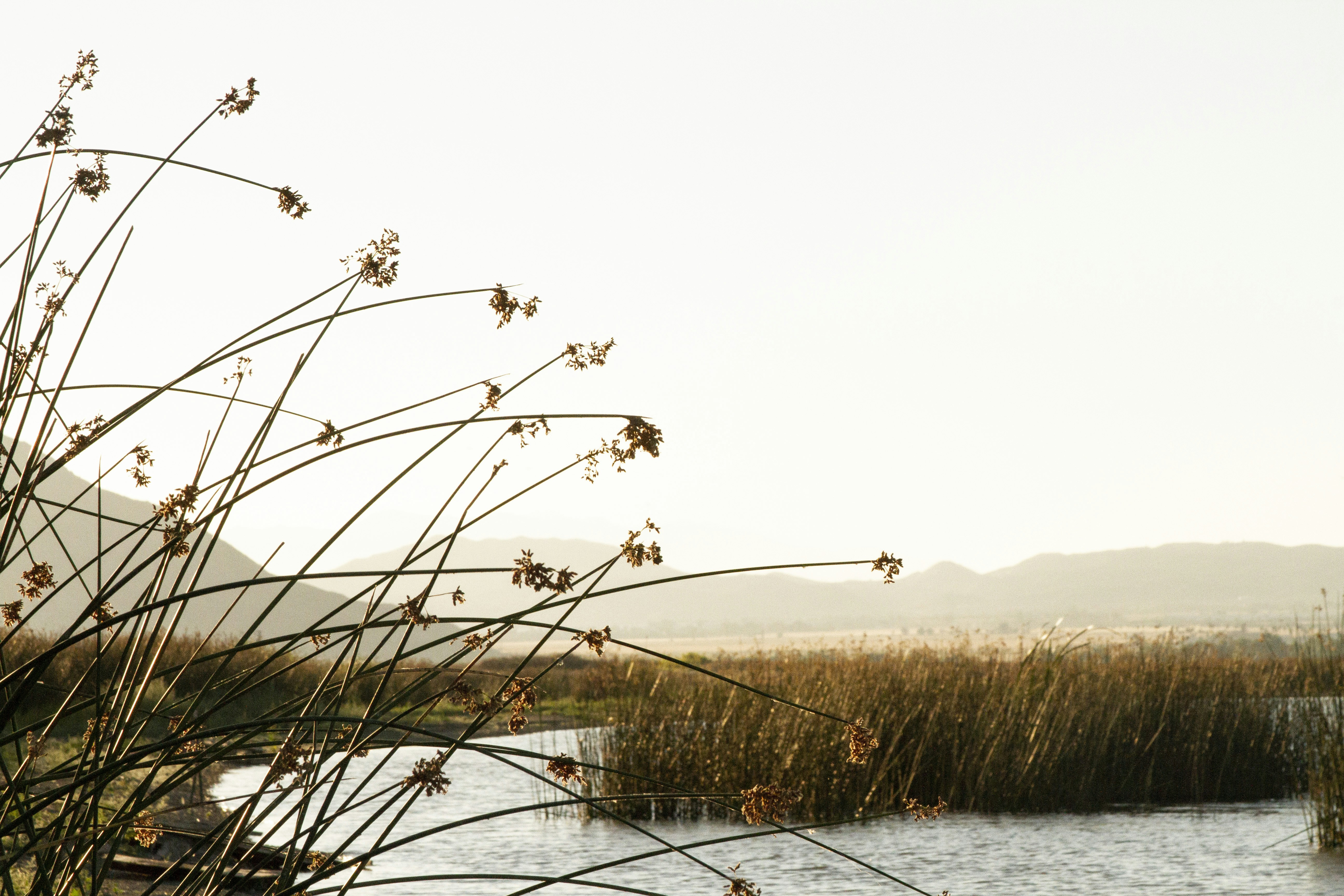 Reeds and grasses silhouetted against a soft sunset sky over a tranquil marsh.