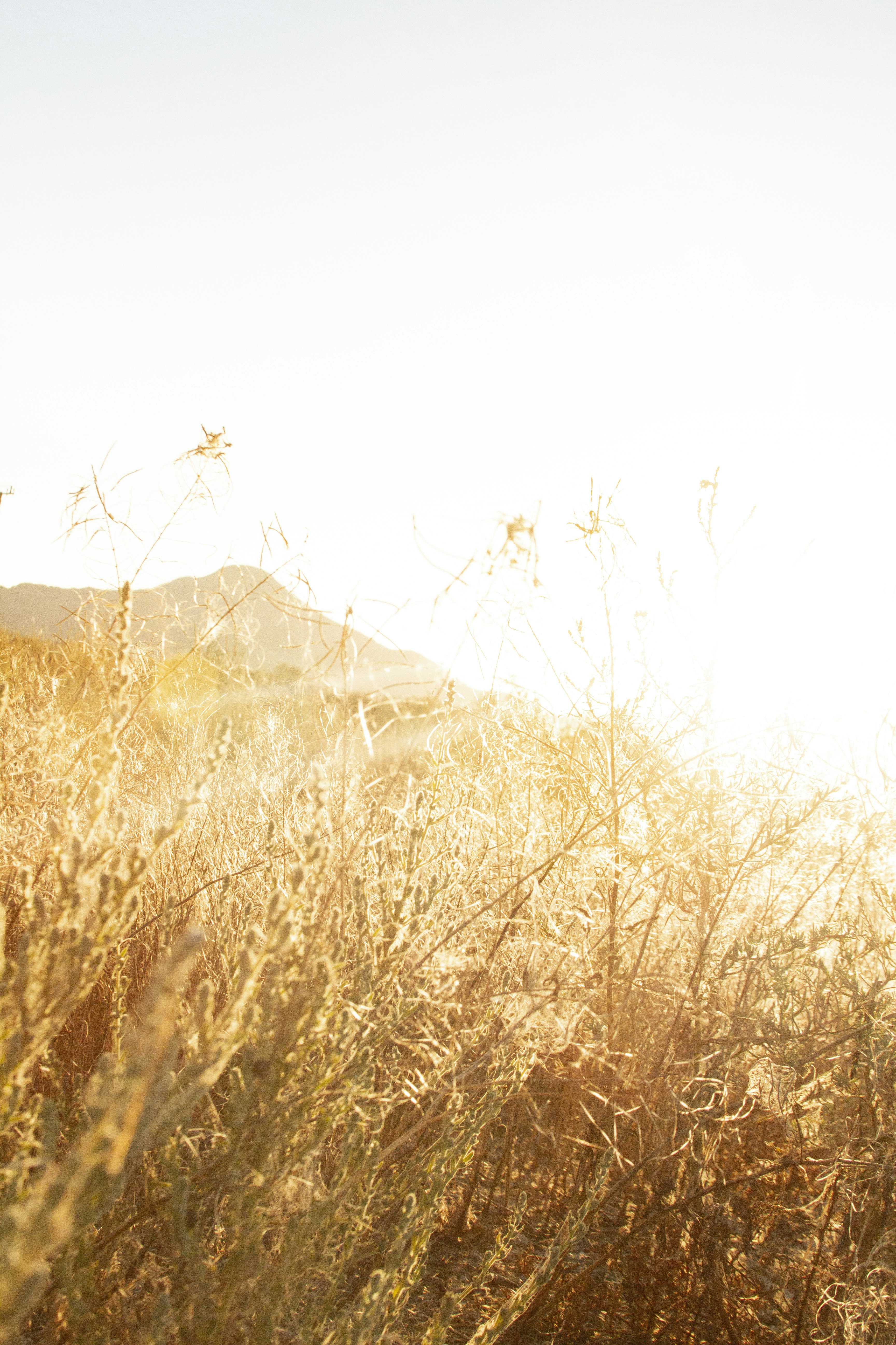 Whispers of Dusk in Desert Grasslands